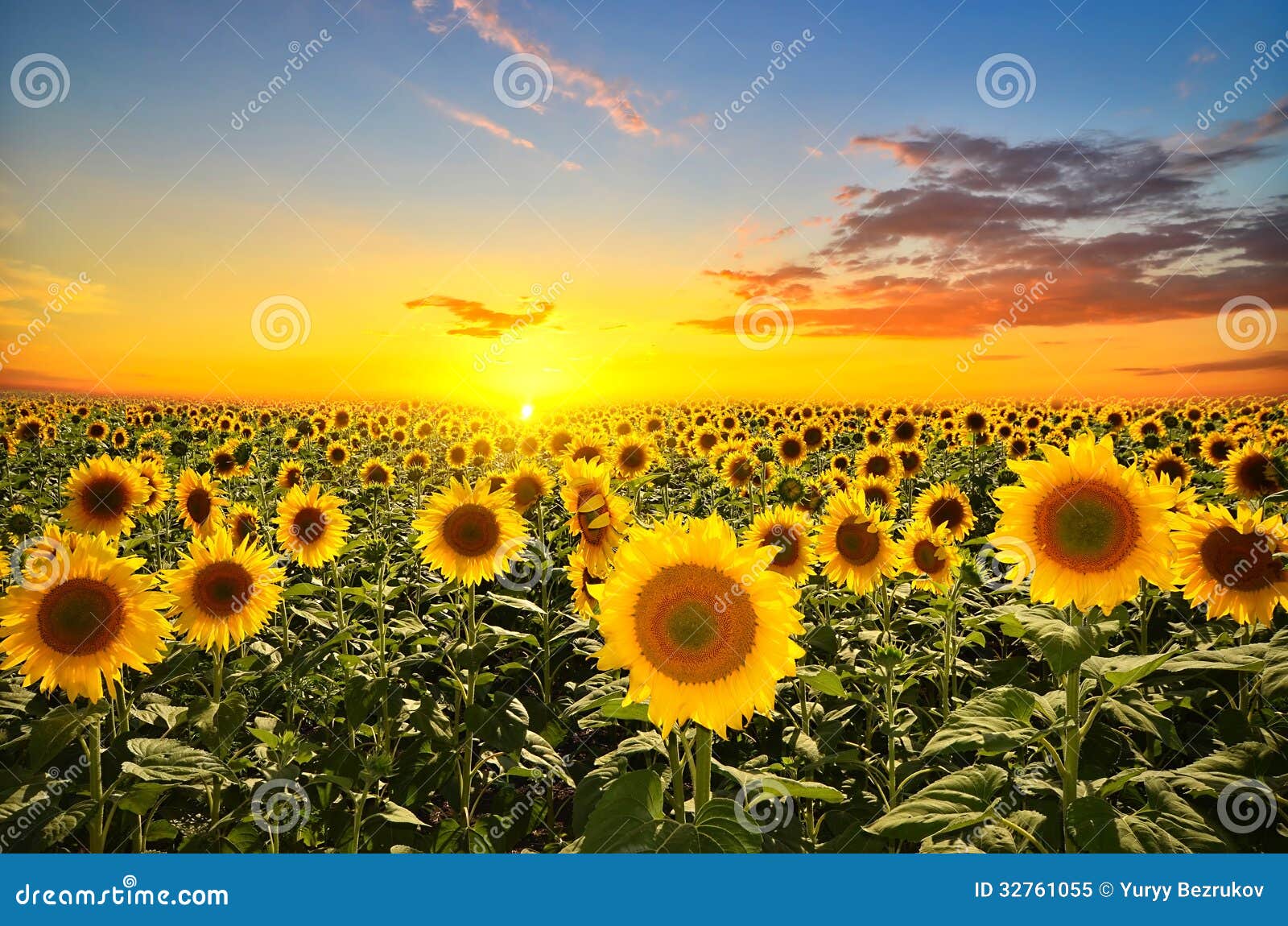 Beautiful Sunflowers In Spring Field And The Plant Of Sunflower Is ...