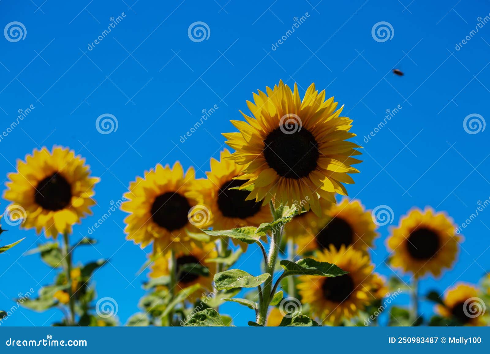 Sunflower Macro Sunflower Alone Nature Stock Image - Image of blooming ...