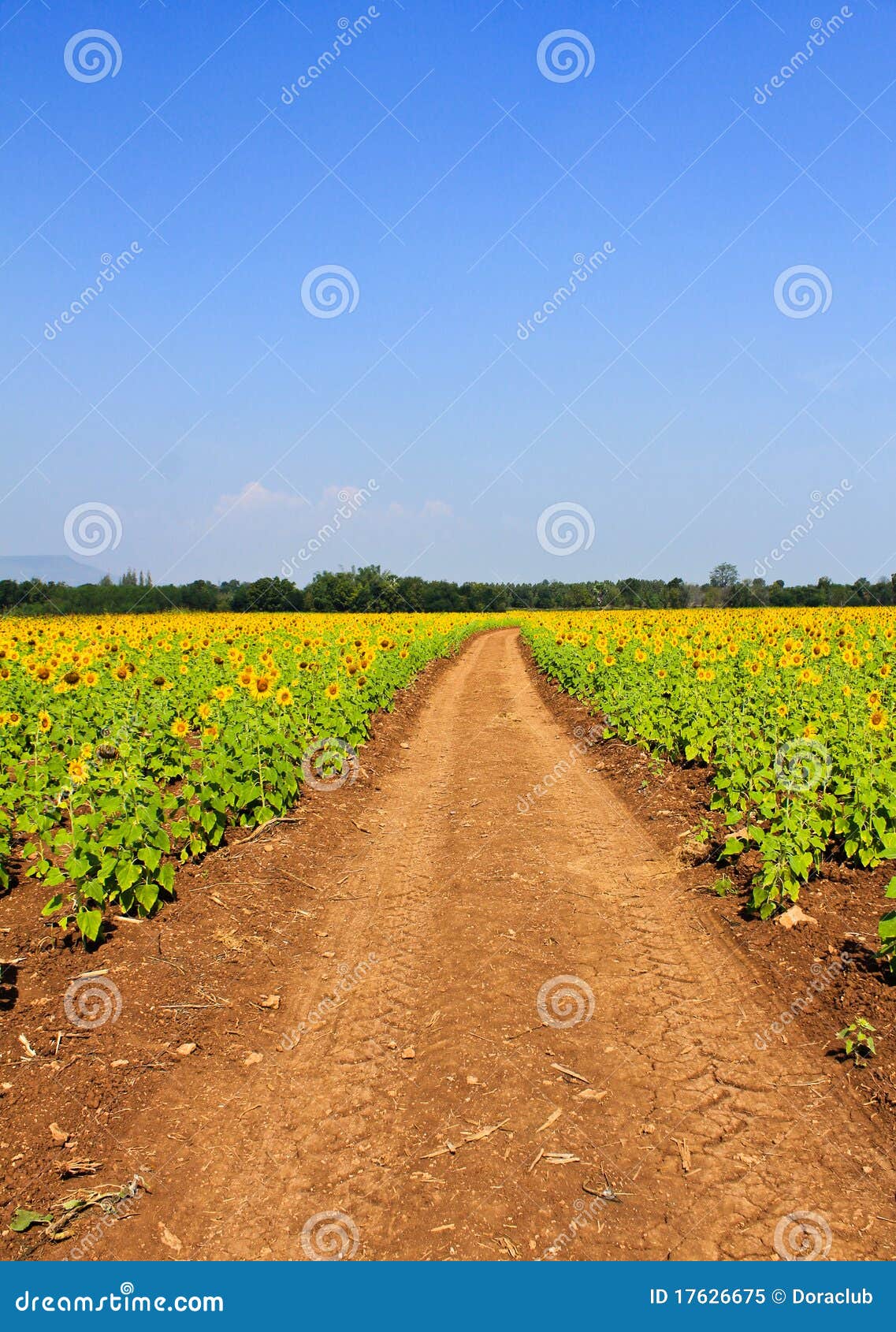 Sunflowers field and road. stock image. Image of color - 17626675