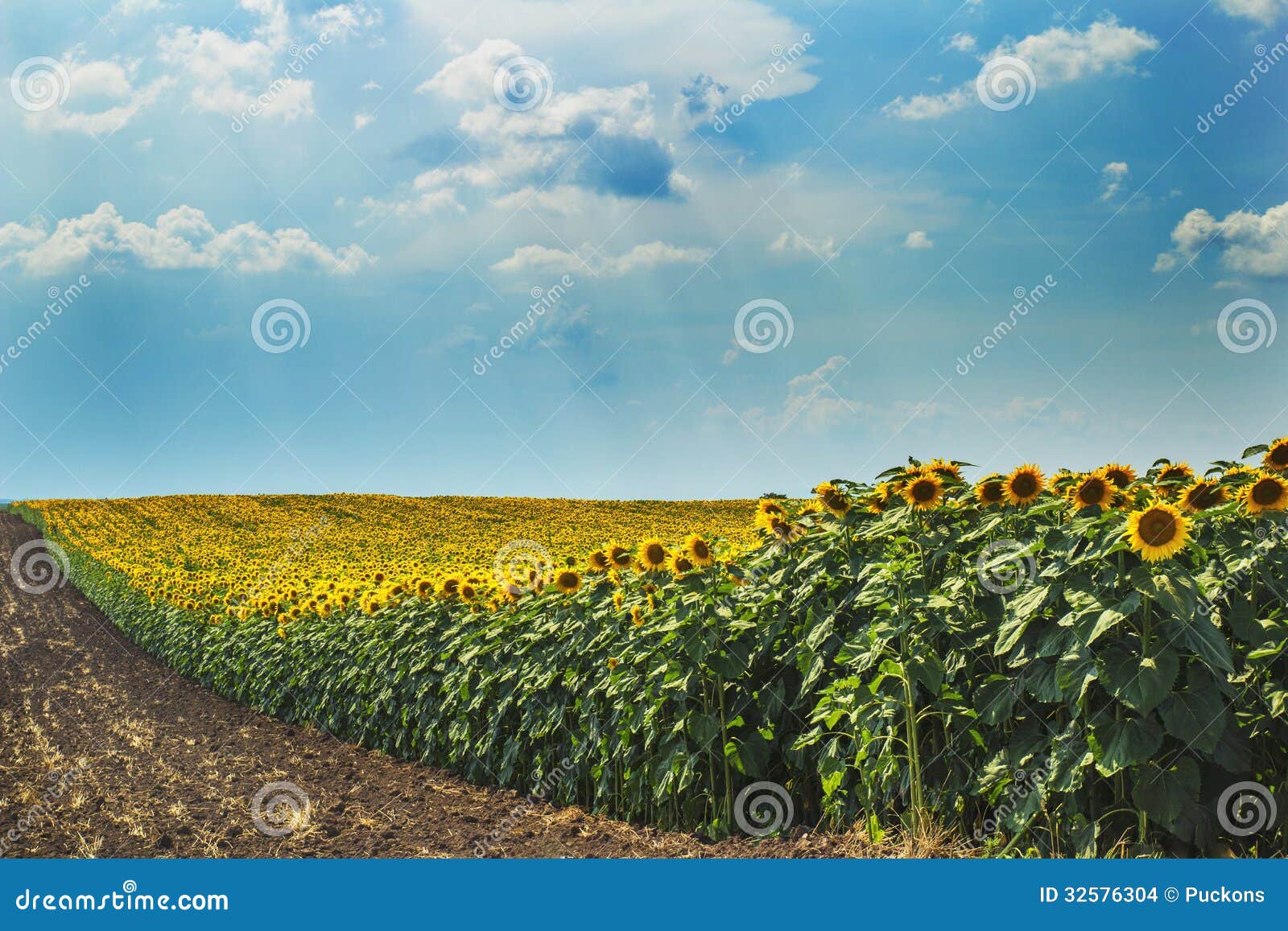 Sunflowers Field on Sunny Day Stock Photo - Image of sunny, farming ...