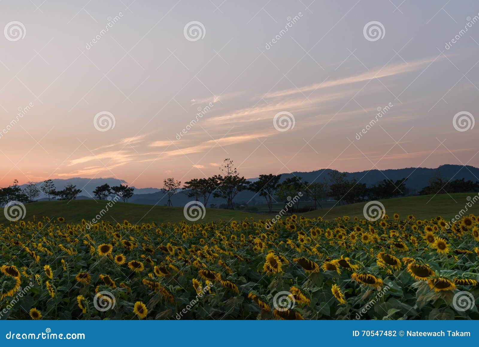 Sunflowers Field before Sunset Stock Photo - Image of flower, light ...