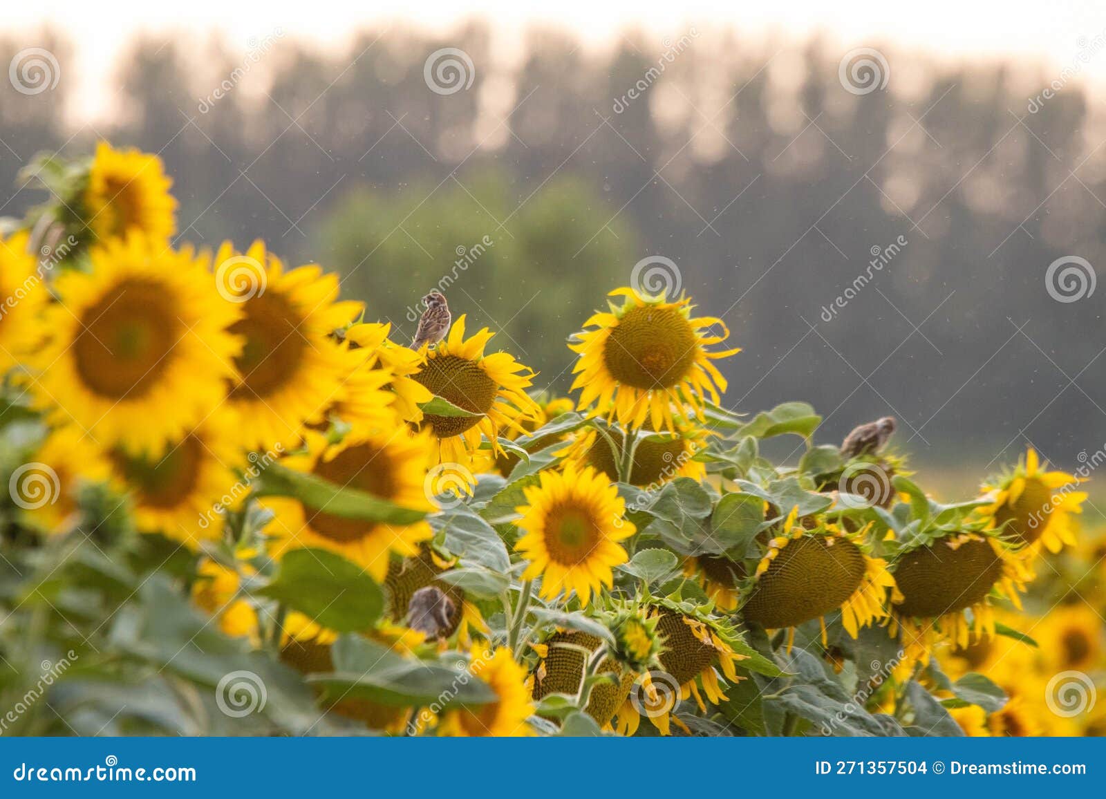Sunflowers in a Field, with Trees in the Distance Stock Photo - Image ...