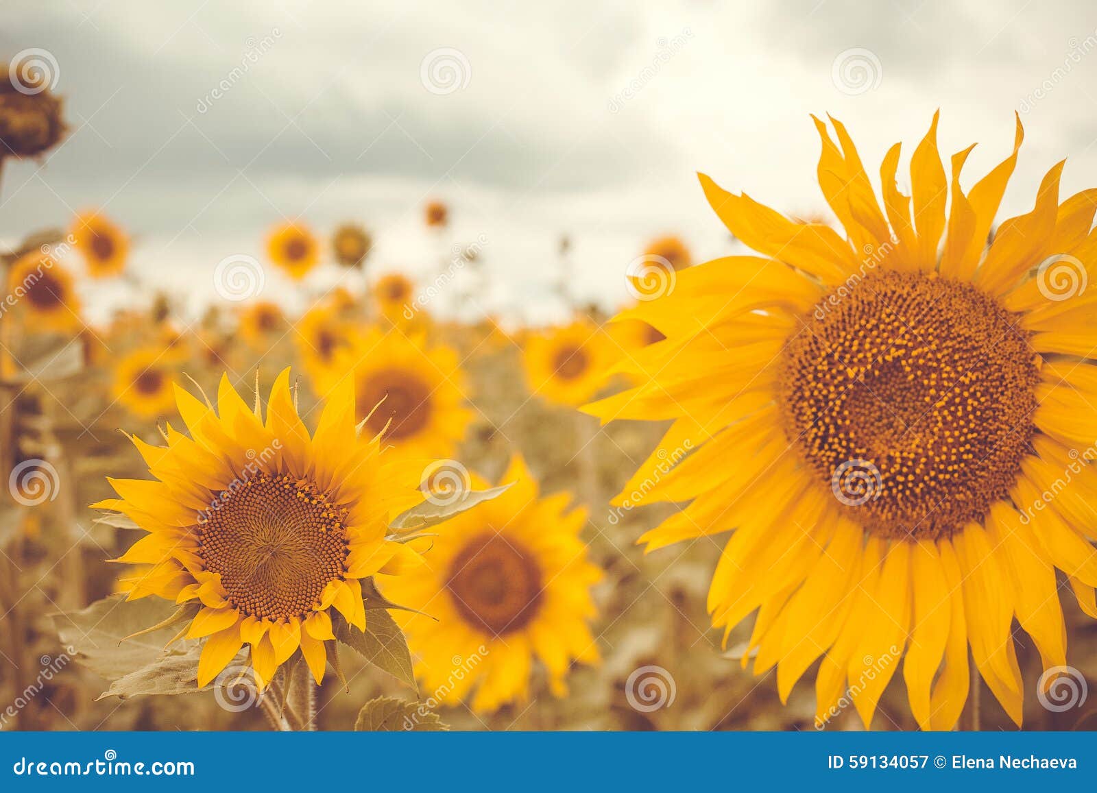 Sunflowers stock image. Image of yellow, field, lowering - 59134057
