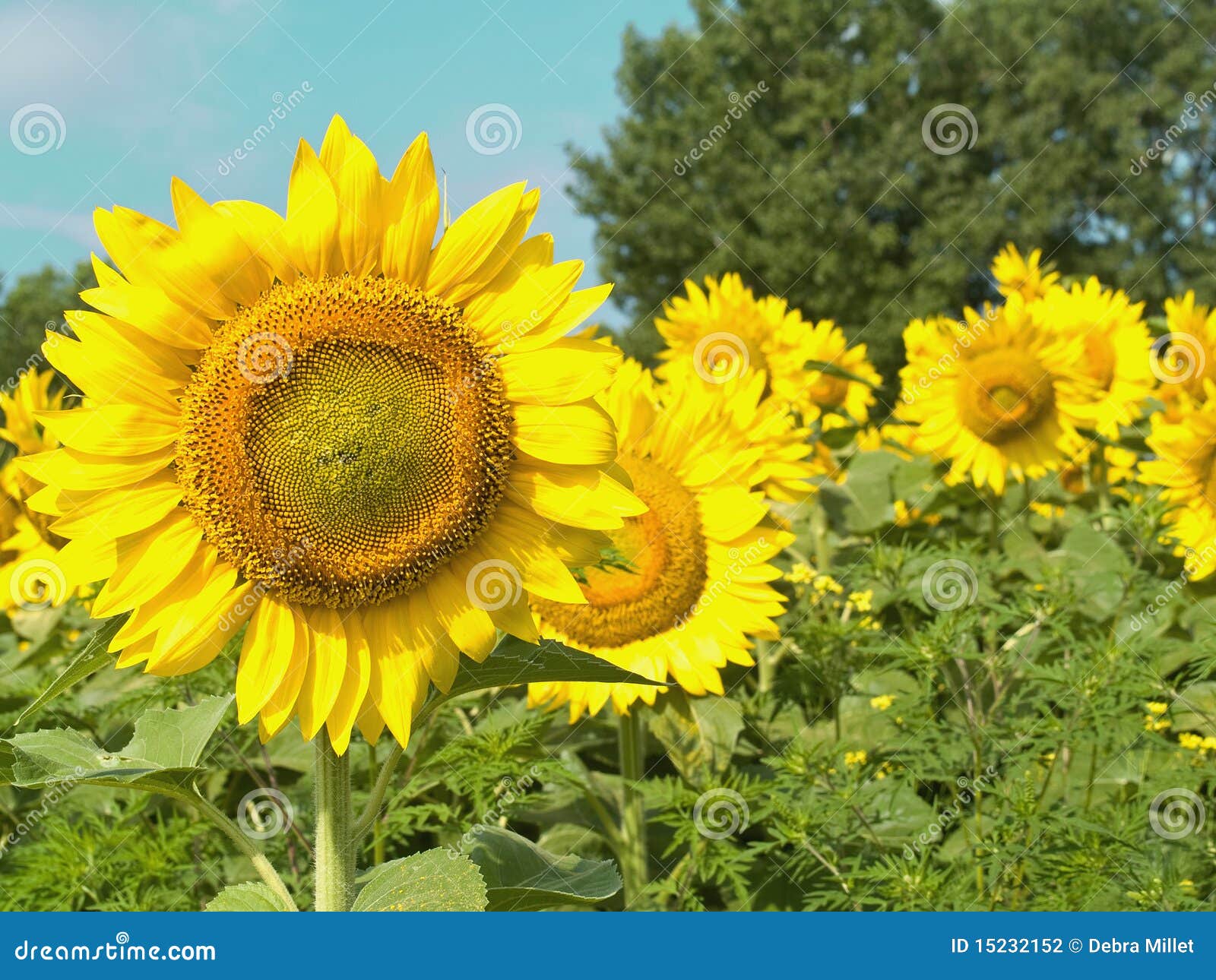 Sunflowers with Focus on Left Side Stock Photo - Image of annuals, left ...