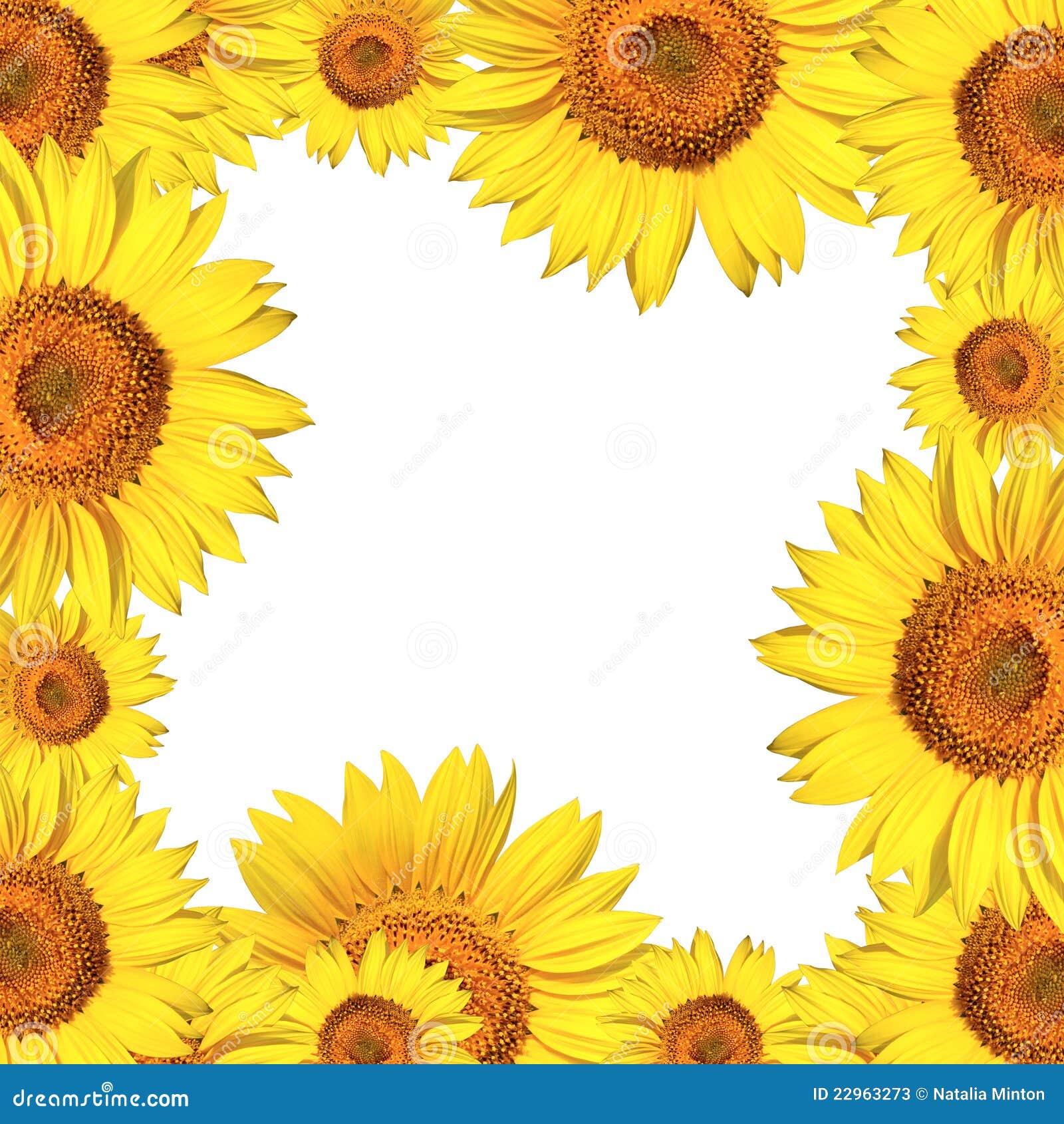 Sunflowers frame isolated stock image. Image of isolated - 22963273