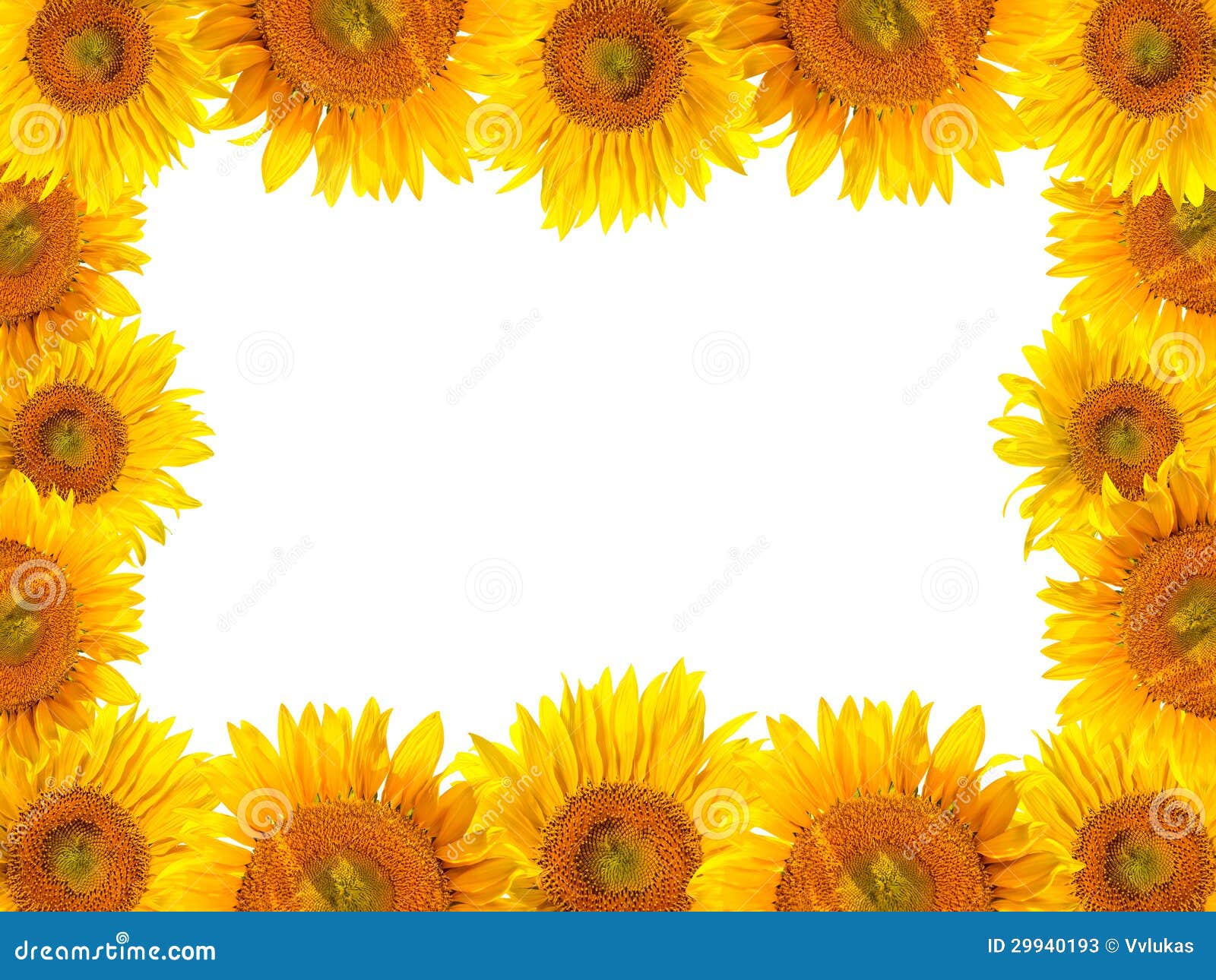Sunflowers frame stock image. Image of culture, bright - 29940193