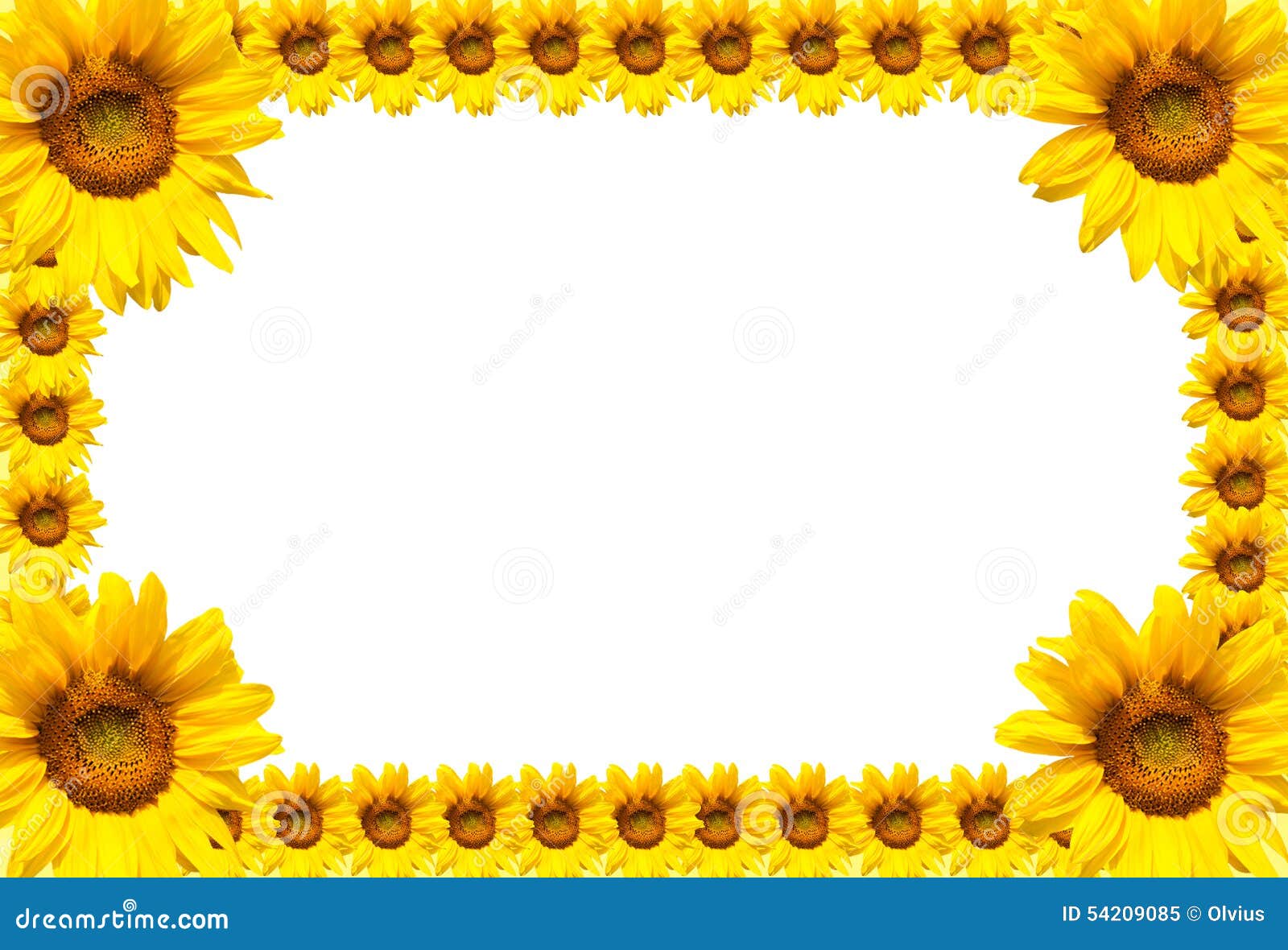 Sunflowers frame stock image. Image of beautiful, gift - 54209085