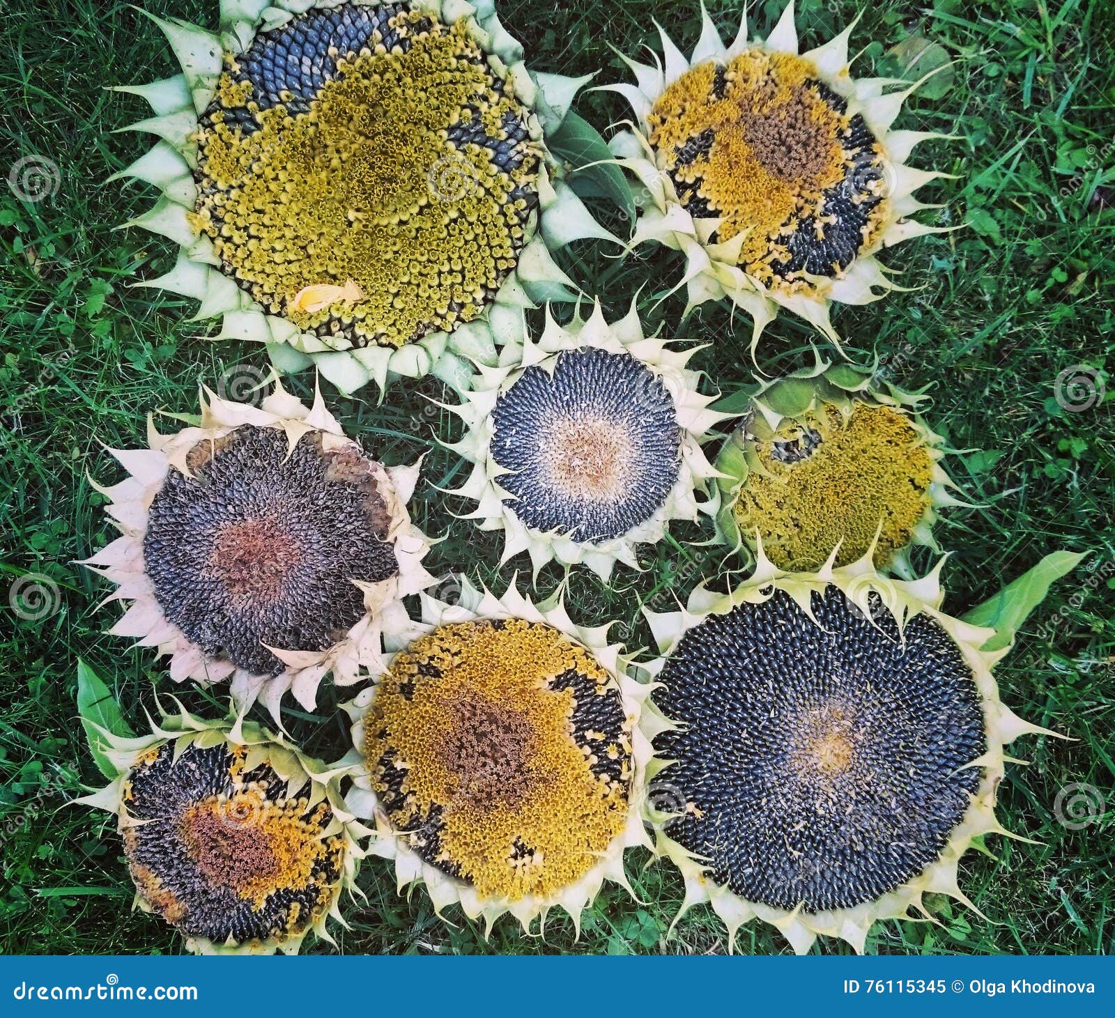 Sunflowers on grass stock image. Image of village, sunflower - 76115345