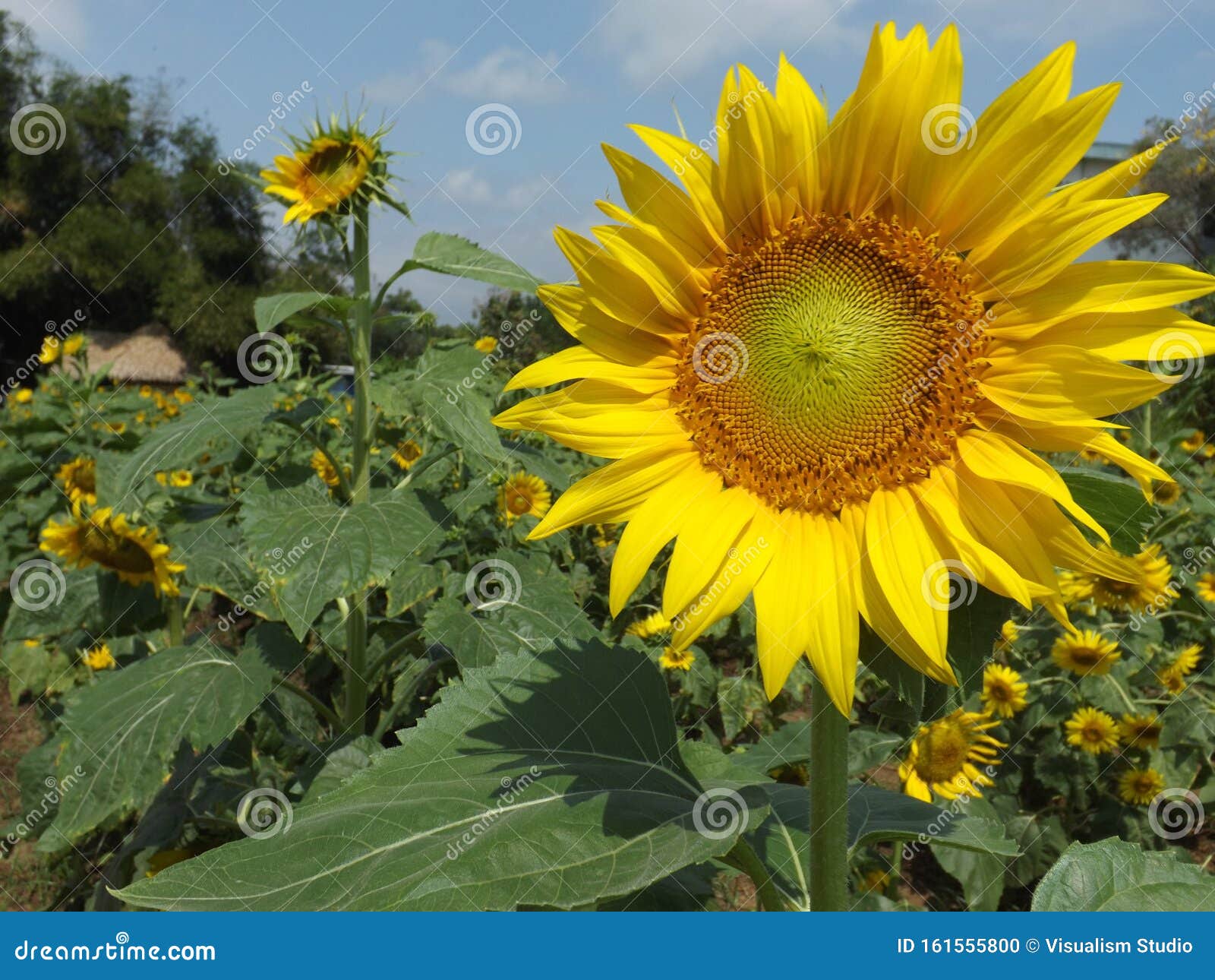 Sunflowers with Green Leaves and Motion Blur Stock Photo - Image of ...