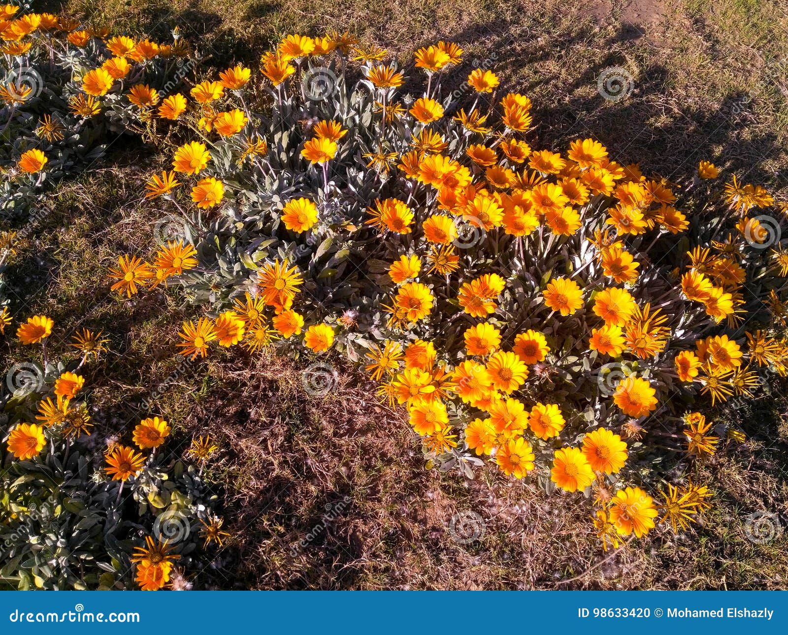 Sunflowers stock photo. Image of flowers, group, gardens - 98633420