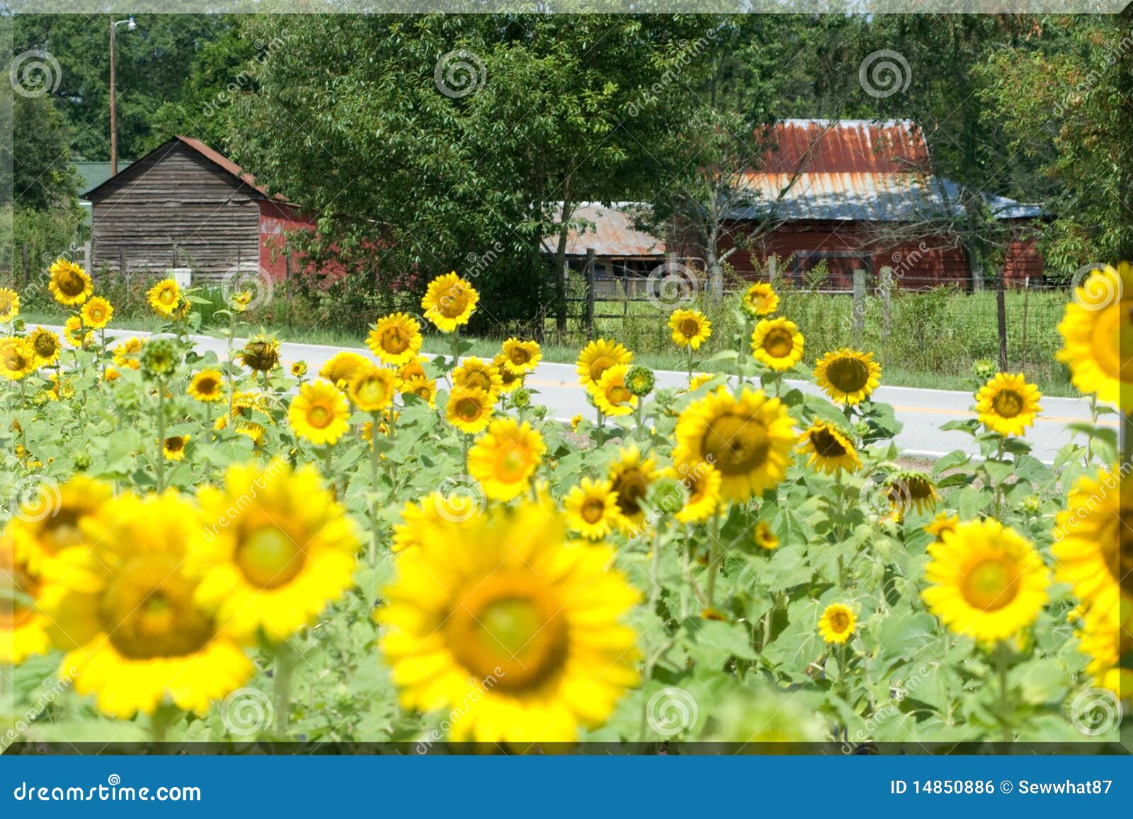 Sunflowers Grow by a Farm House Stock Photo - Image of bright, bloom ...