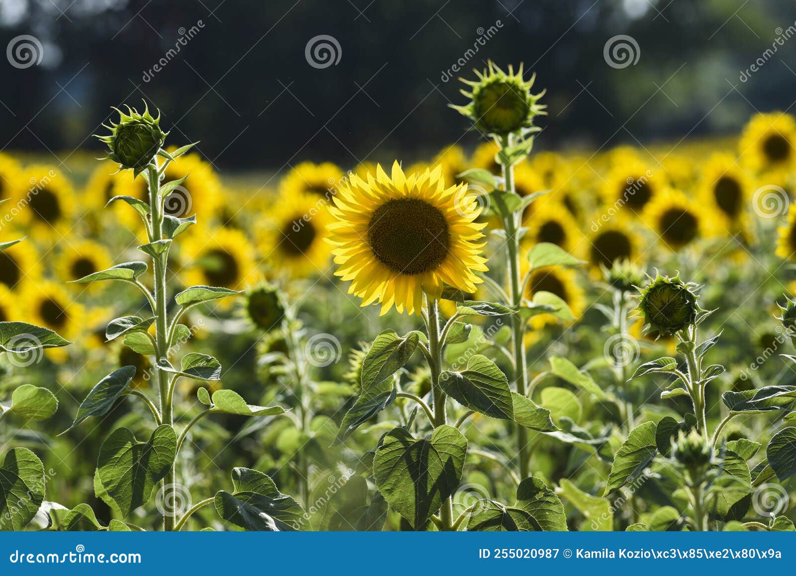 .Sunflowers Growing in a Field on a Sunny Day Stock Image - Image of ...
