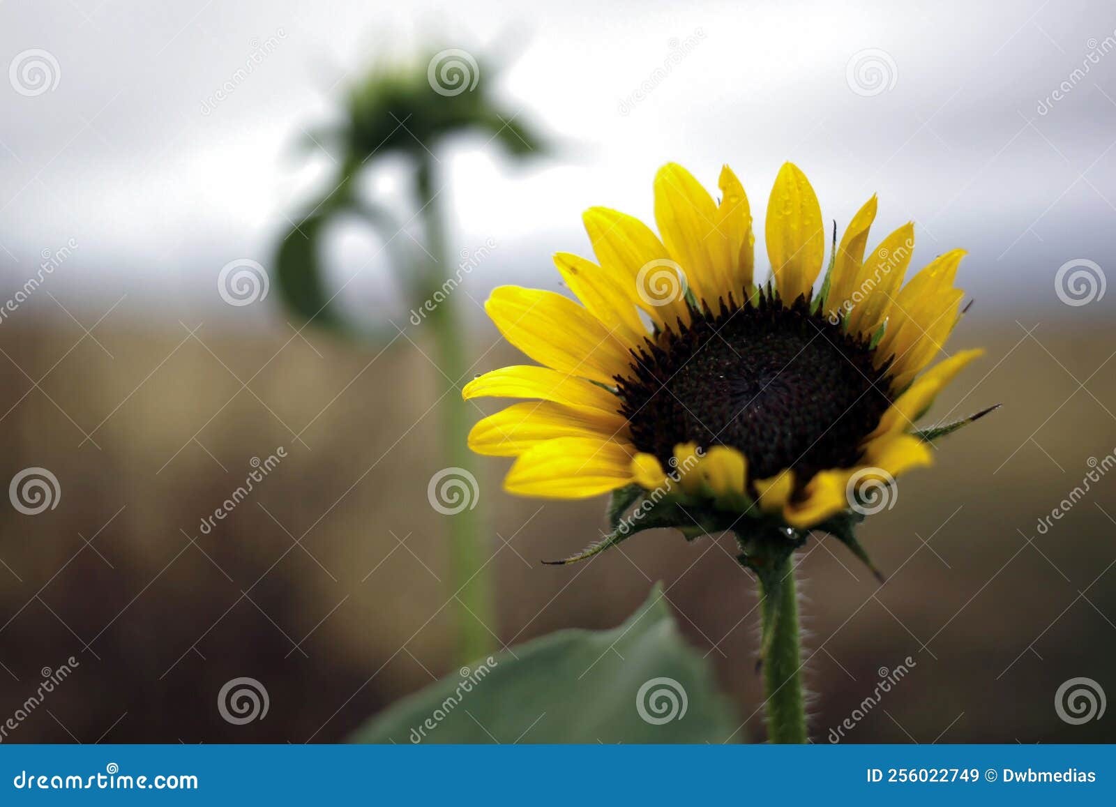Sunflower on barbed wire stock image. Image of green - 256022749