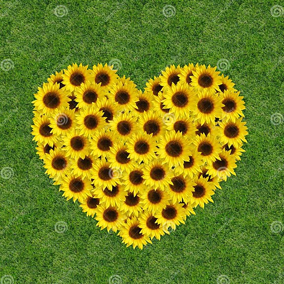 Sunflowers in a Heart Shape Stock Photo - Image of yellow, abstract ...