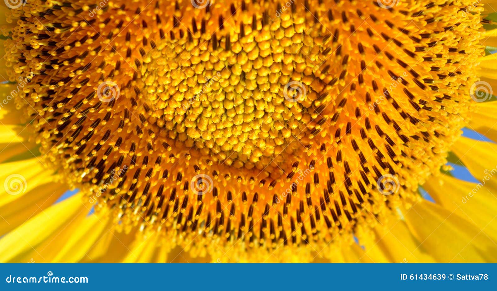 Sunflowers stock image. Image of nature, plant, yellow - 61434639