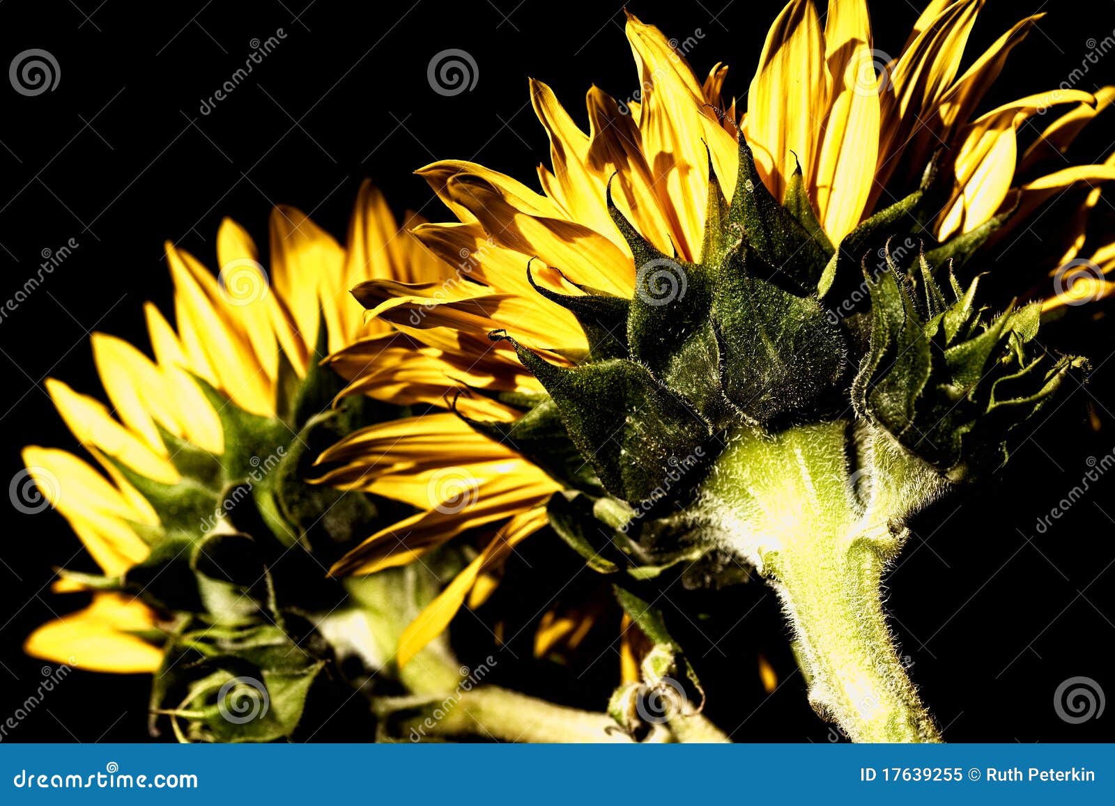 Sunflowers with High-dynamic Effect Stock Image - Image of surreal ...