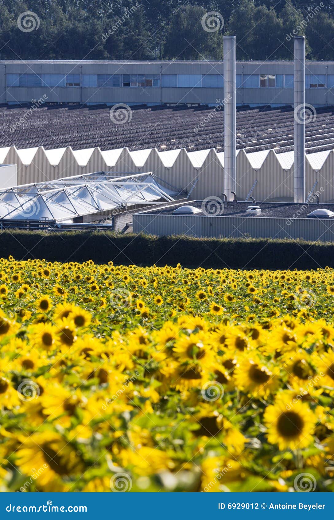 Sunflowers and industry stock photo. Image of natural - 6929012