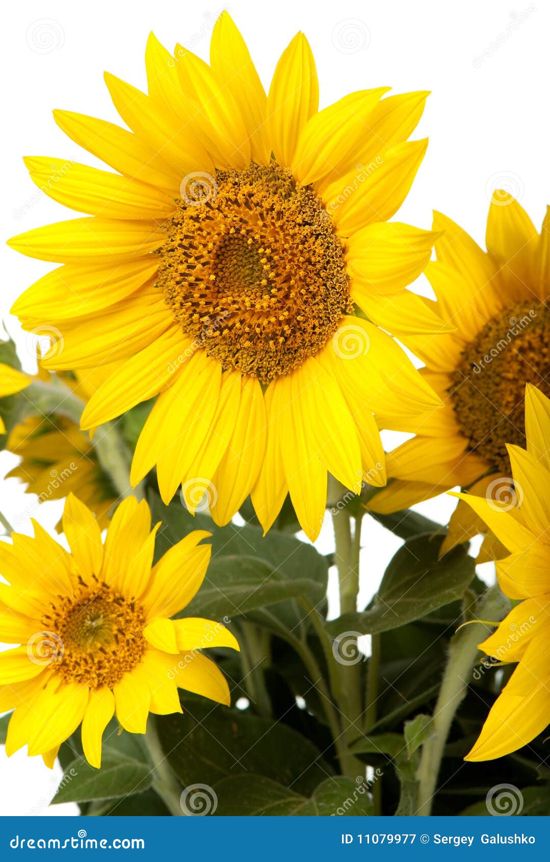 Sunflowers isolated stock image. Image of flower, stamen - 11079977