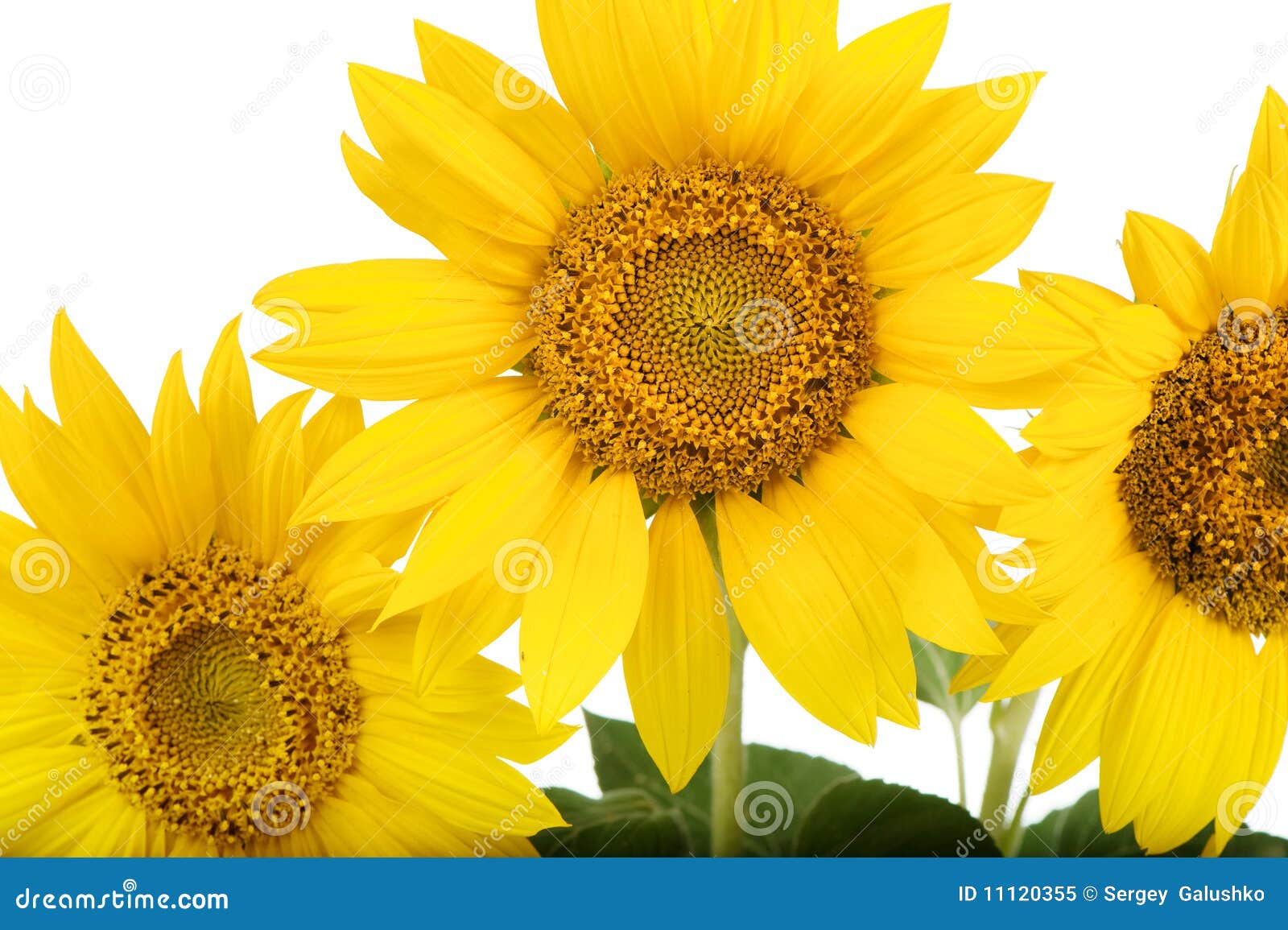 Sunflowers isolated stock image. Image of beauty, isolated - 11120355