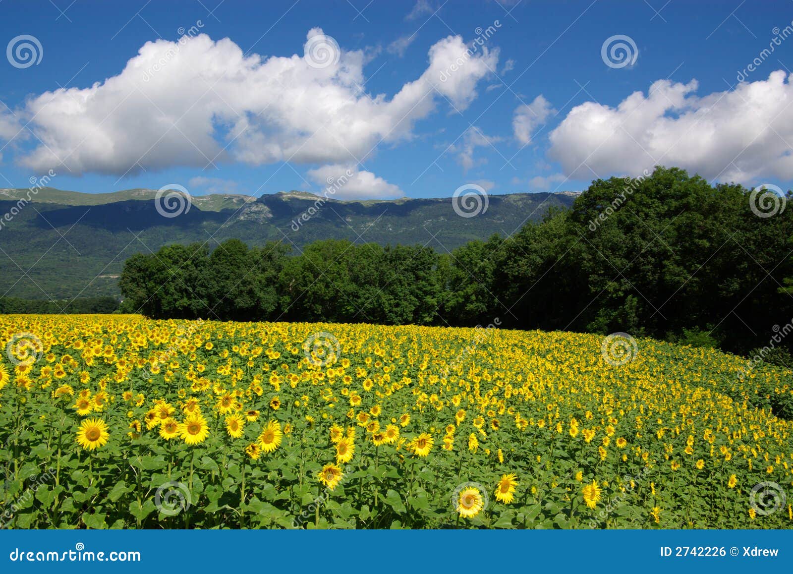 Sunflowers landscape stock photo. Image of crop, happiness - 2742226