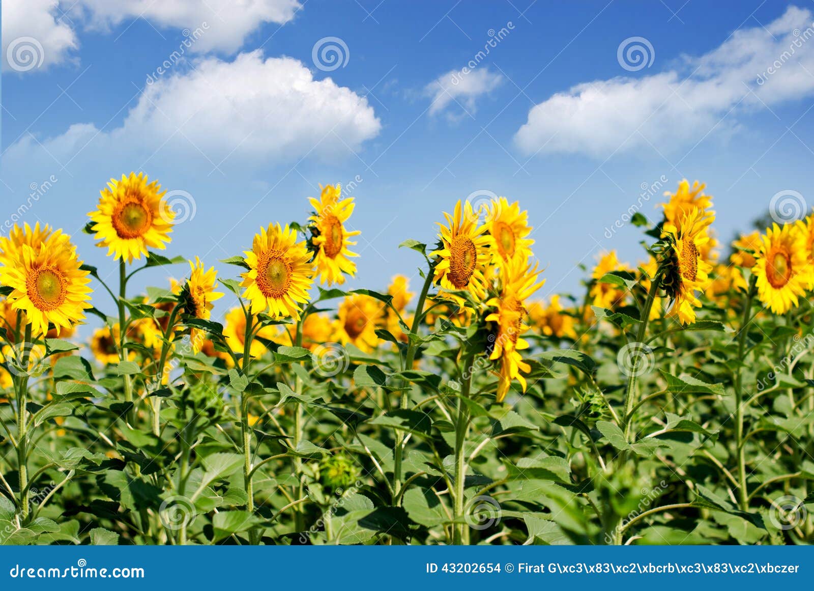 Sunflowers Landscape stock photo. Image of clouds, sunflowers - 43202654