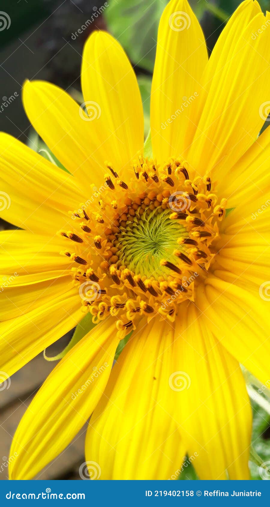 Sunflowers Look Up To The Rising Sun, Adobe Rgb Stock Photo ...