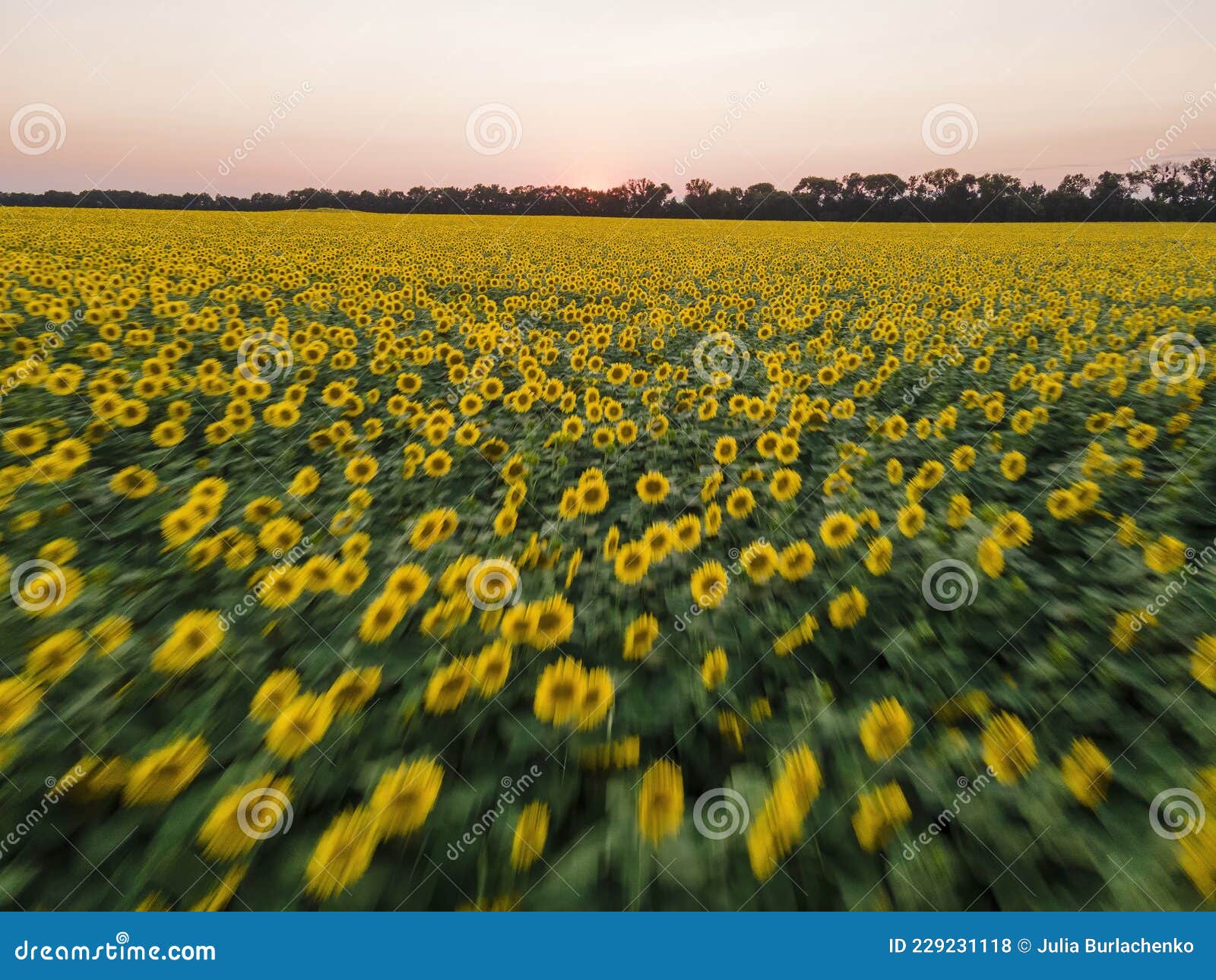Sunflowers with Motion Blur Stock Photo - Image of crop, orange: 229231118
