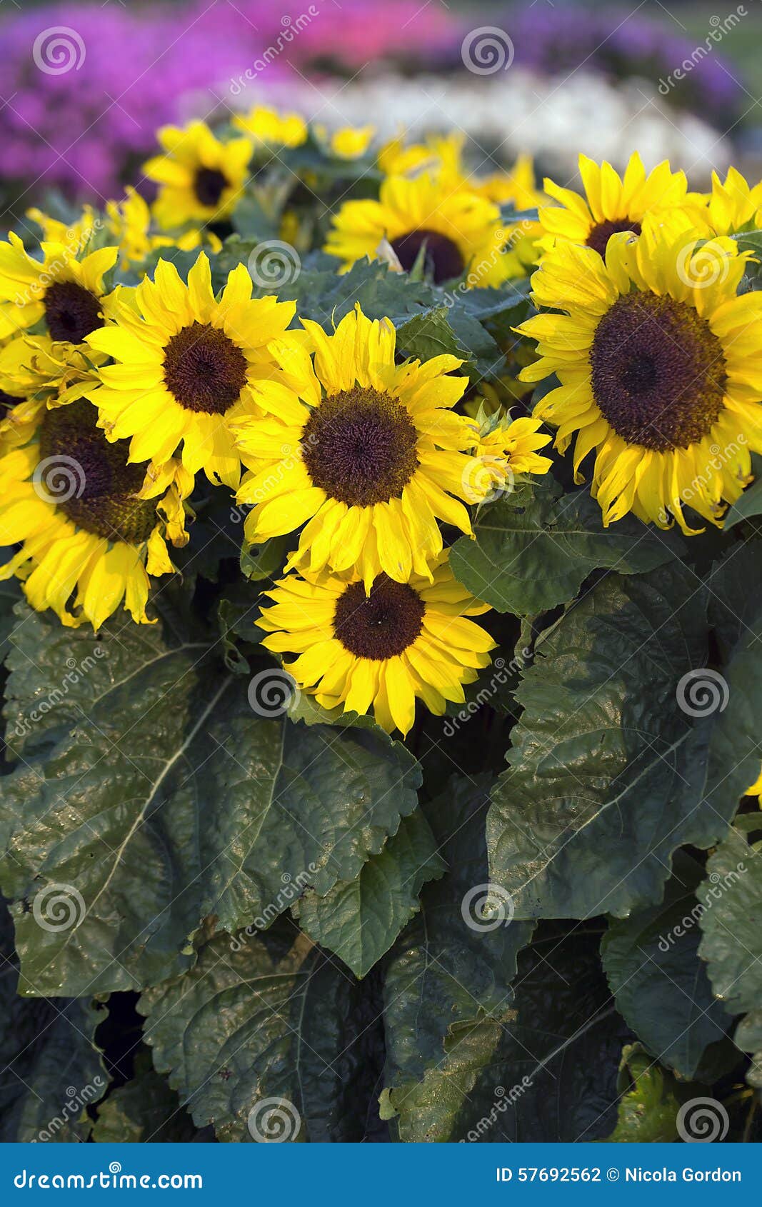 Sunflowers stock photo. Image of multiple, summer, plant - 57692562