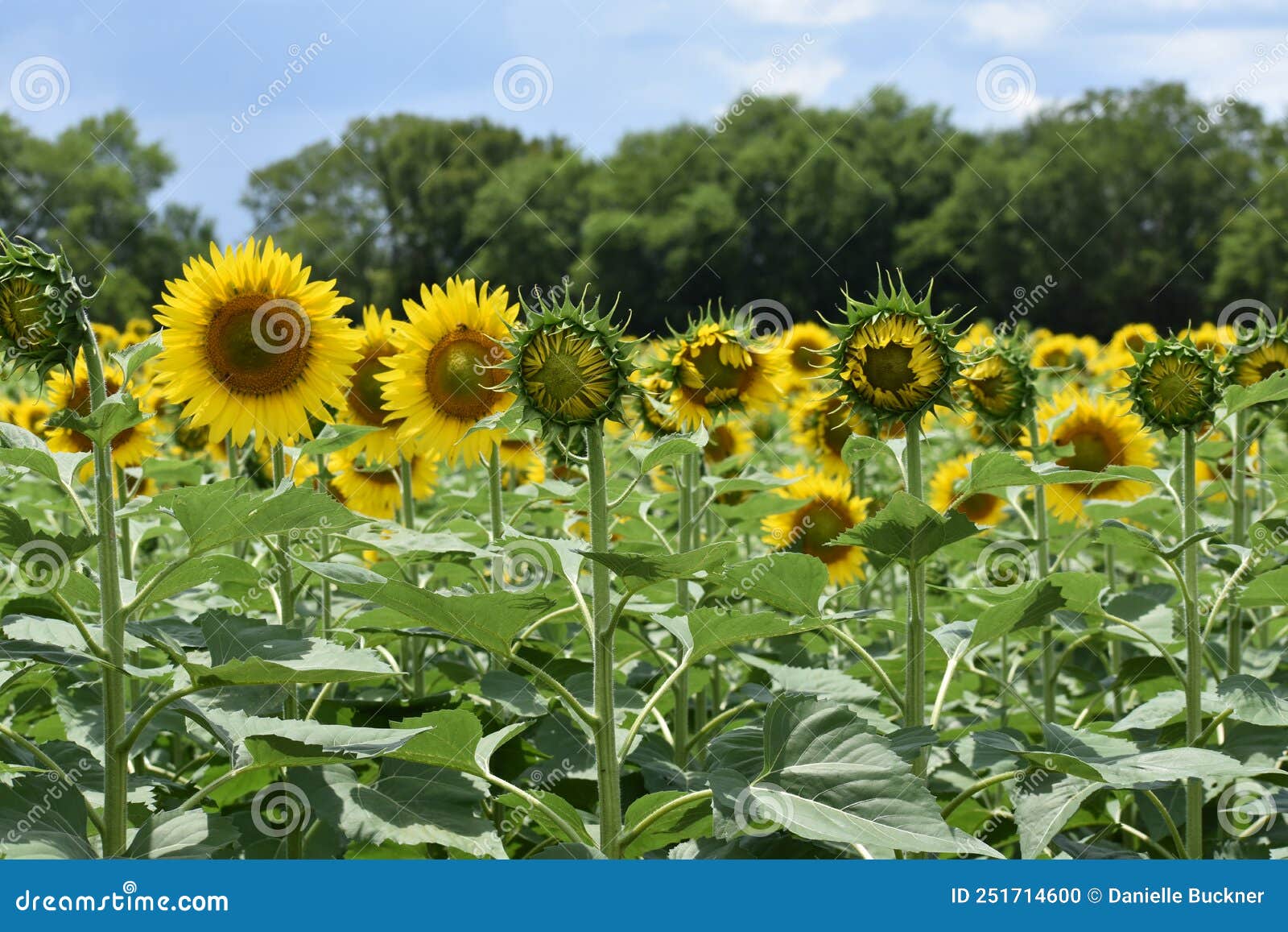 Sunflowers in Multiple Stages of Opening Stock Photo - Image of ...
