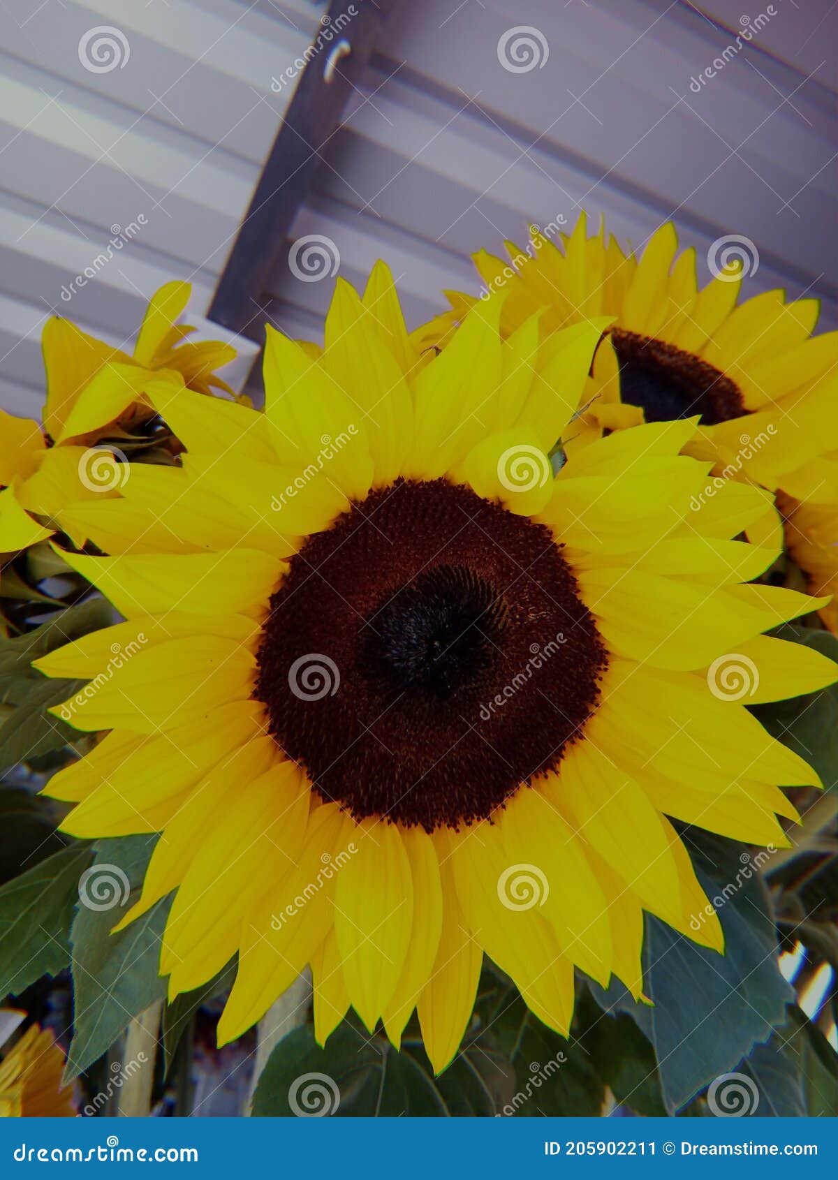 Sunflowers are my favorite stock image. Image of field - 205902211