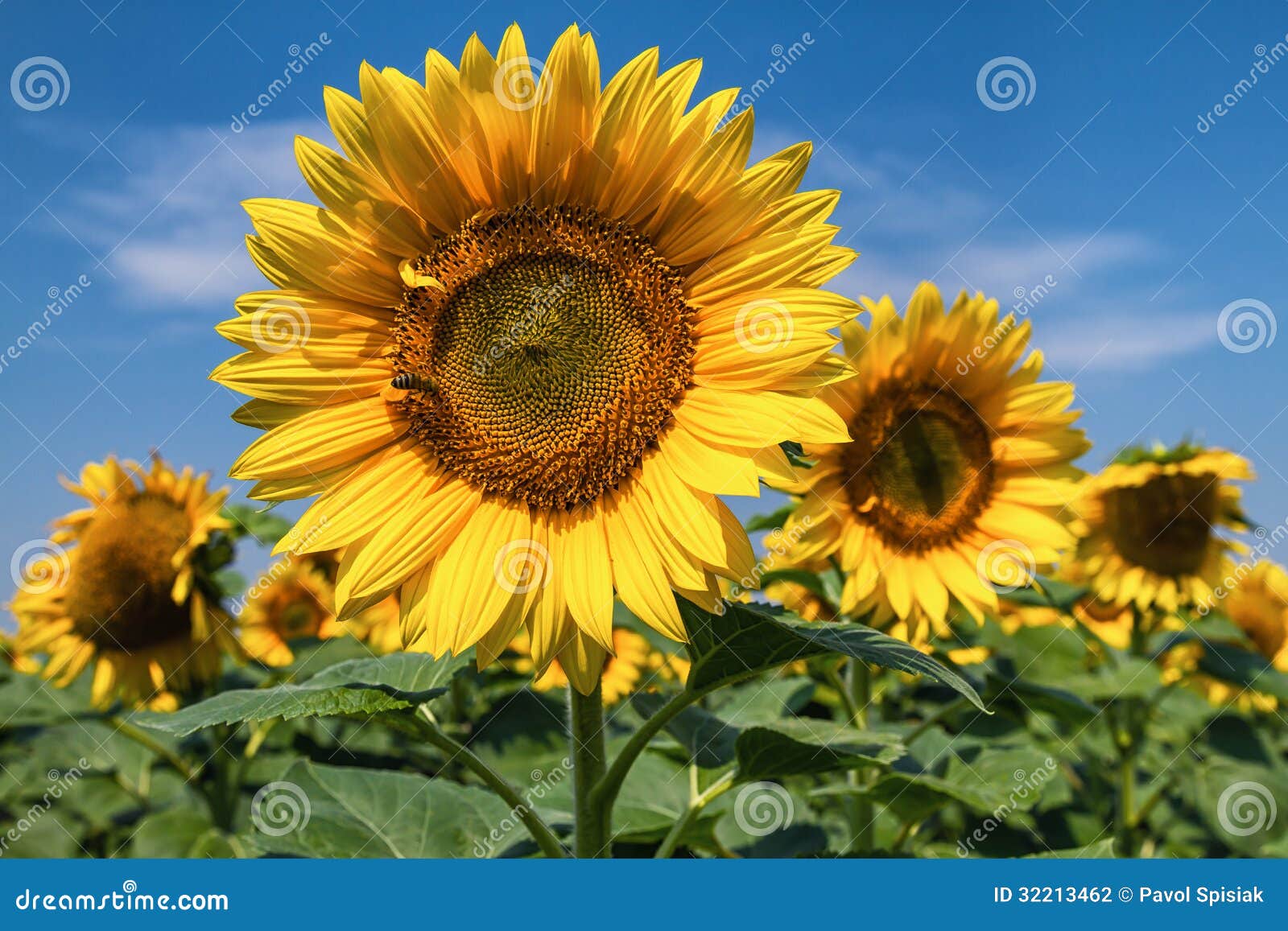 Sunflowers. stock photo. Image of look, perspective, botany - 32213462