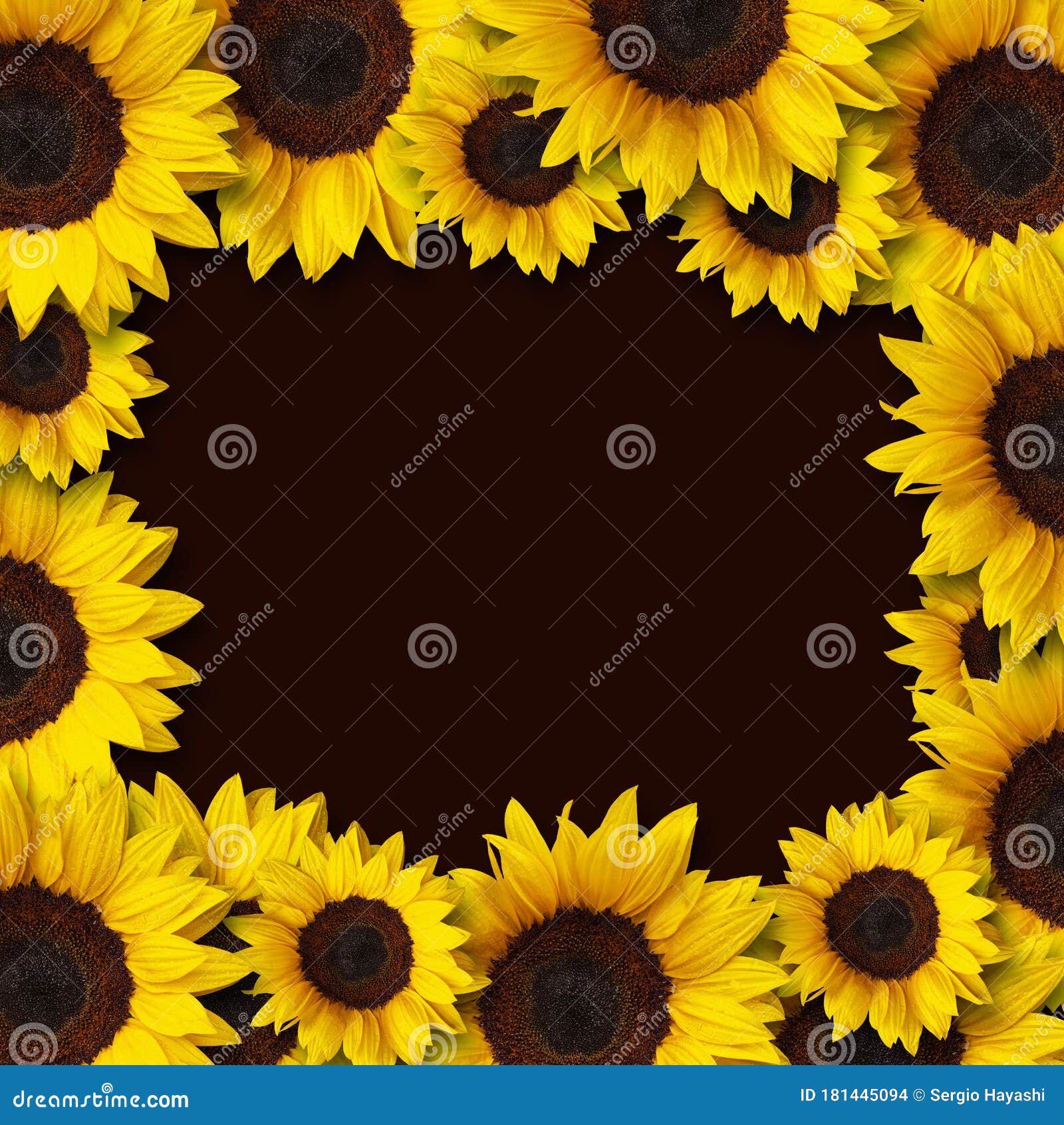 Sunflowers photo frame stock photo. Image of summer - 181445094