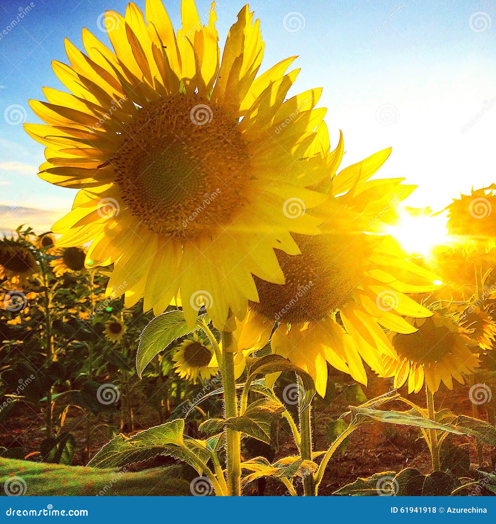 Sunflowers stock photo. Image of summer, pretty, floral - 61941918