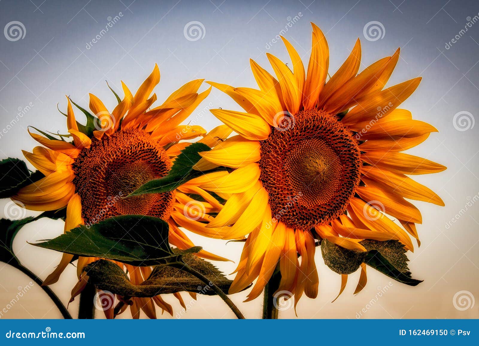 Sunflowers in the Rays of the Rising Sun Stock Photo - Image of scenic ...