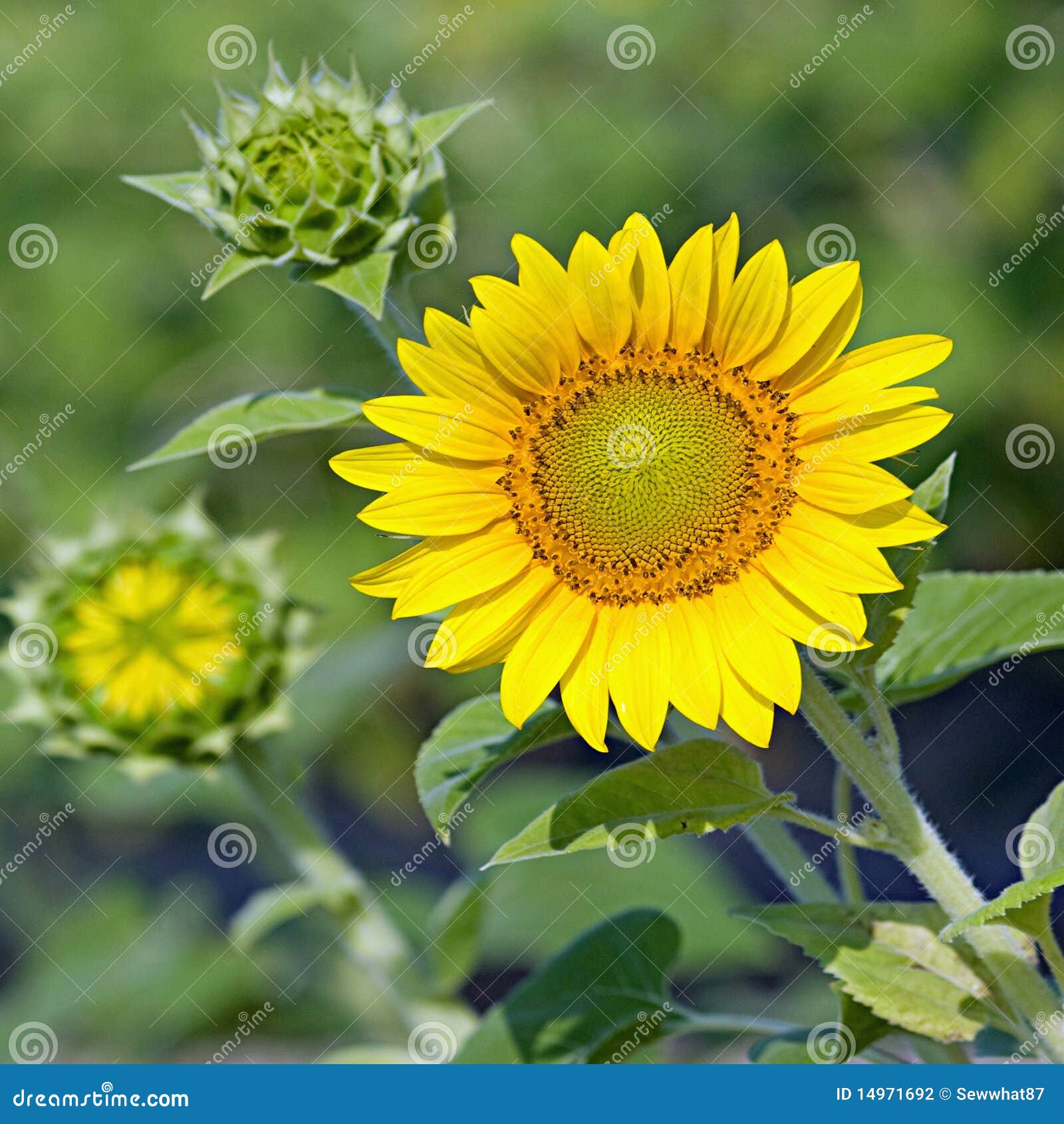 Sunflowers Ready to Burst stock photo. Image of blue - 14971692