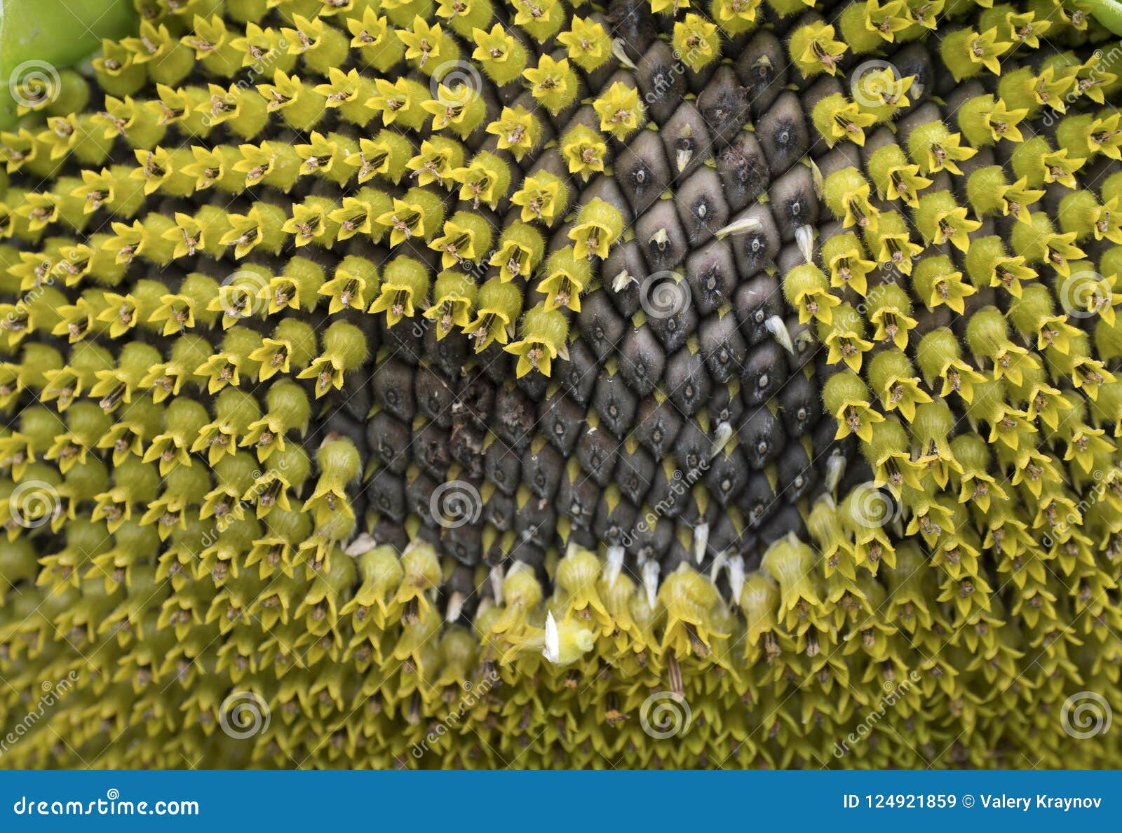 Sunflowers with Ripe Seeds Close Up. Stock Image - Image of agriculture ...