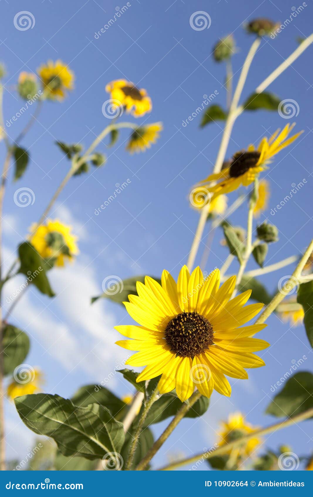 Sunflowers Rising Vertically Stock Photo - Image of details, summer ...