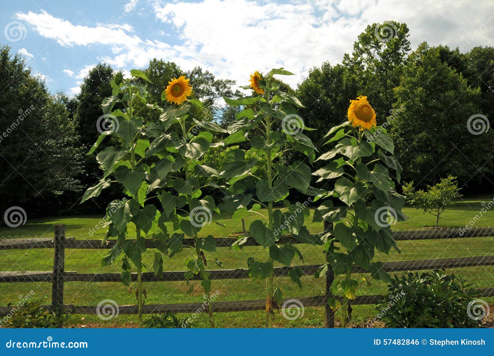 Sunflowers and Rustic Fence Stock Photo - Image of farm, country: 57482846