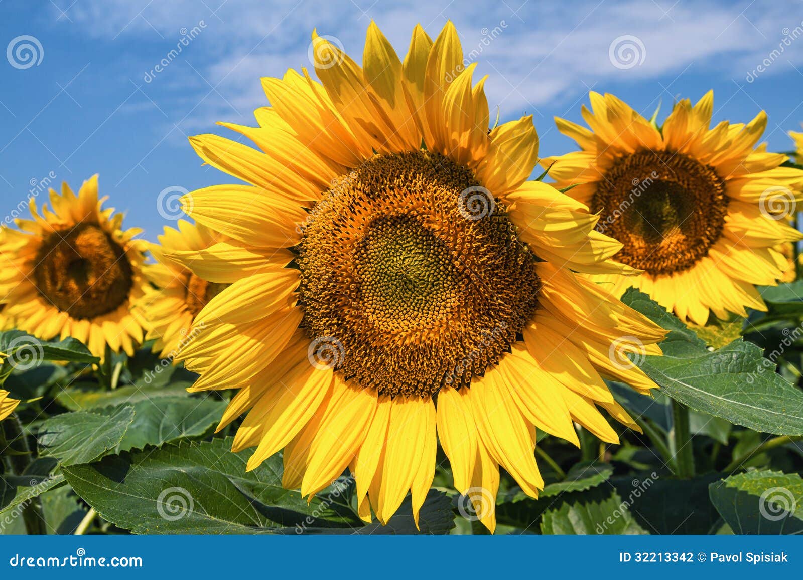 Sunflowers scene. stock photo. Image of floral, closeup - 32213342