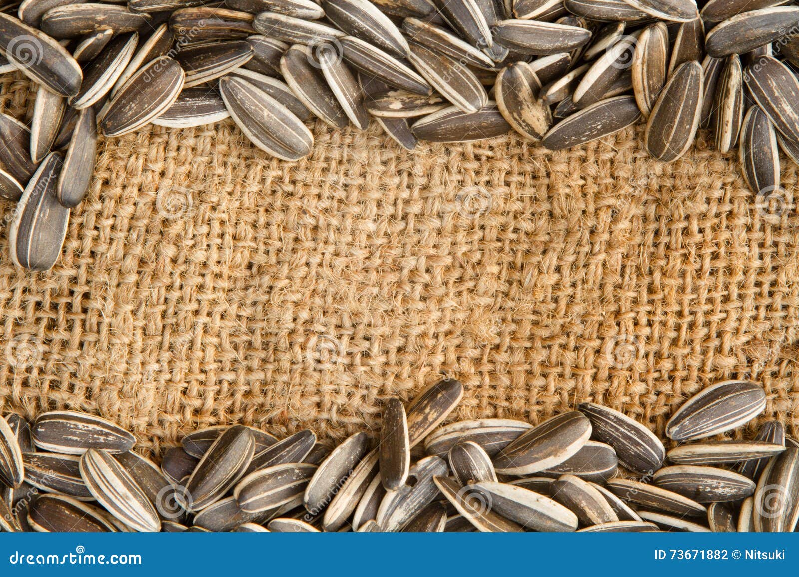 Sunflowers seed border stock photo. Image of delicious - 73671882