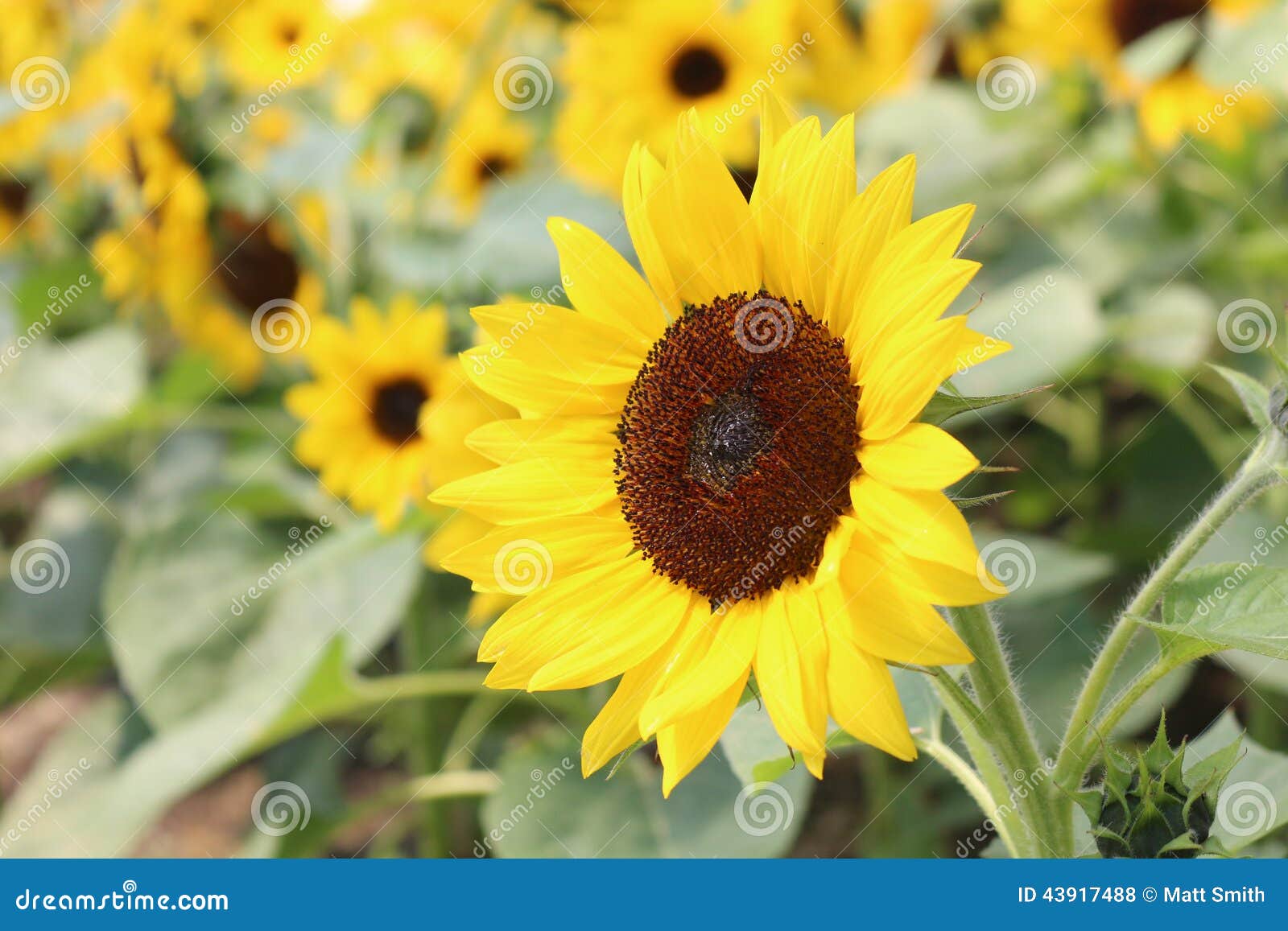 Sunflowers stock photo. Image of summer, sunflowers, sunflower - 43917488