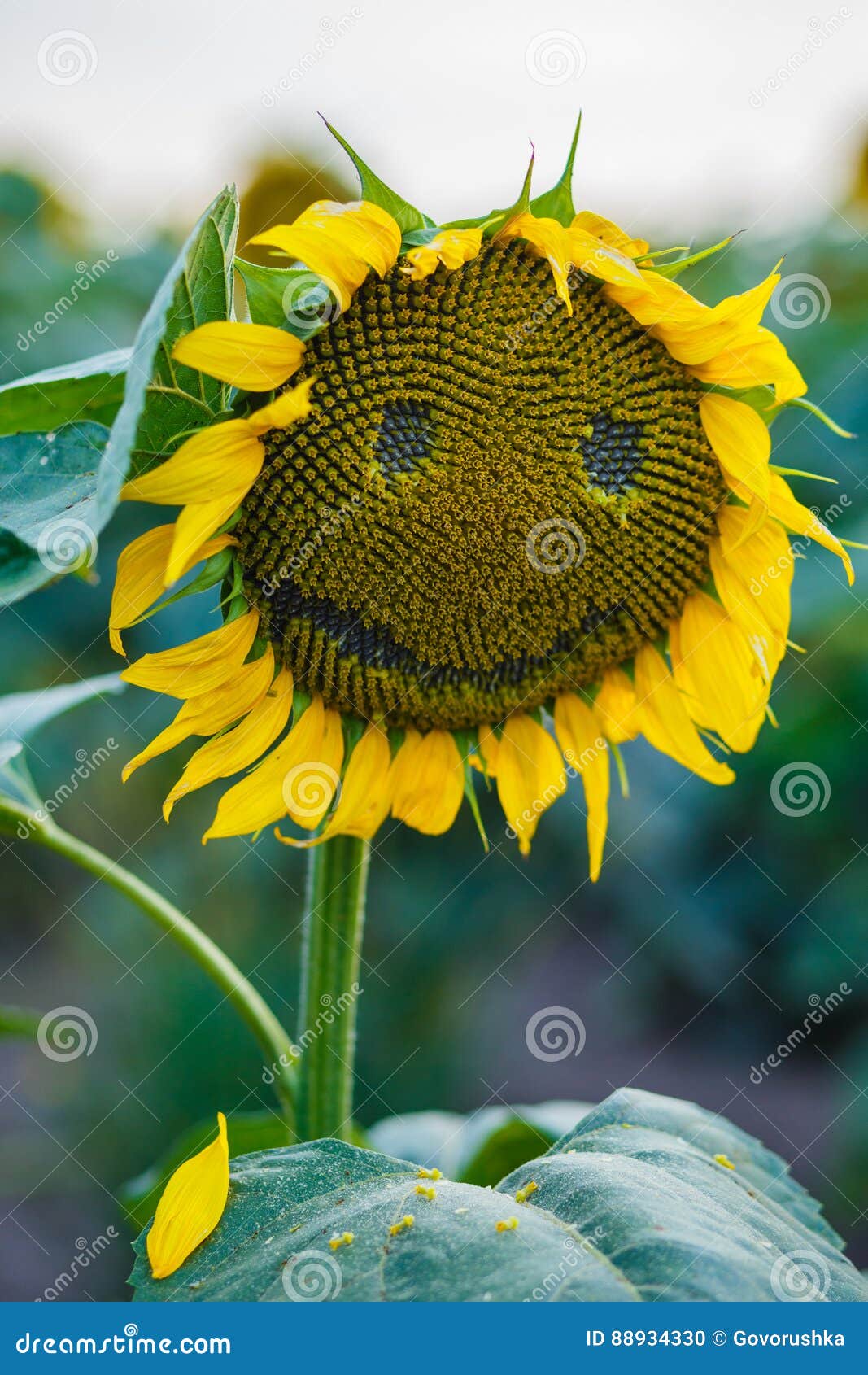 Sunflowers smiling stock photo. Image of plant, botany - 88934330