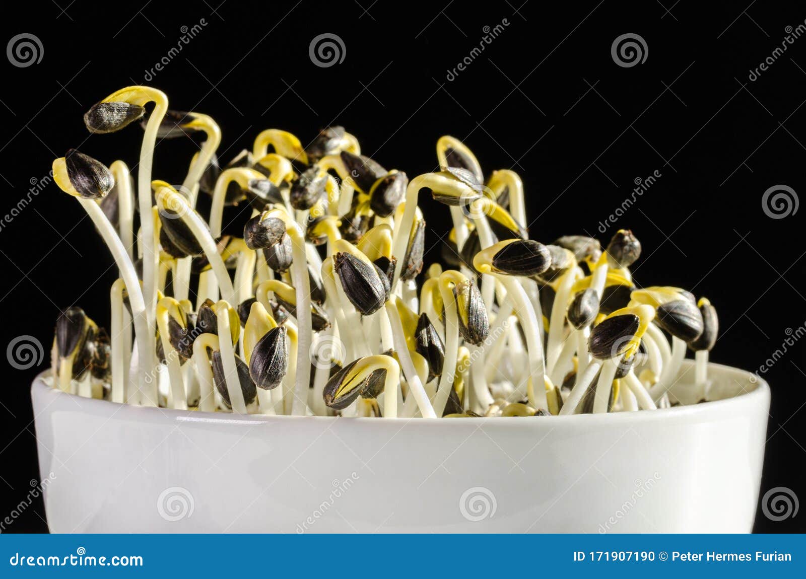 Sunflowers Sprouting In A White Bowl On Black Background Stock Photo ...