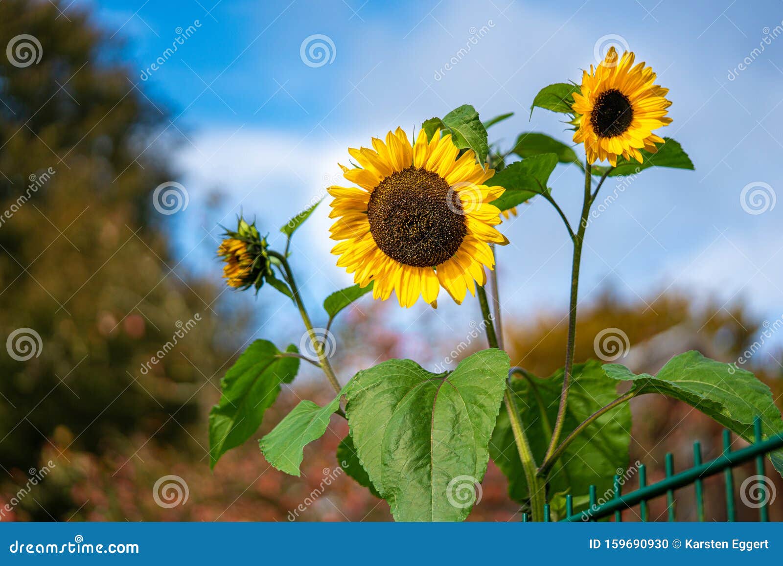 3 Sunflowers Standing Behind a Green Fence in Front of a Blue Sky Stock ...