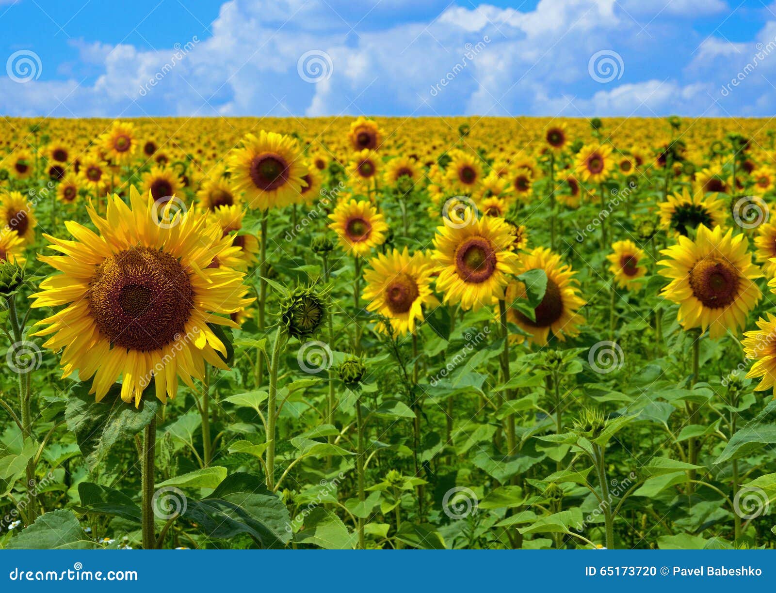 Sunflowers stock photo. Image of countryside, nature - 65173720