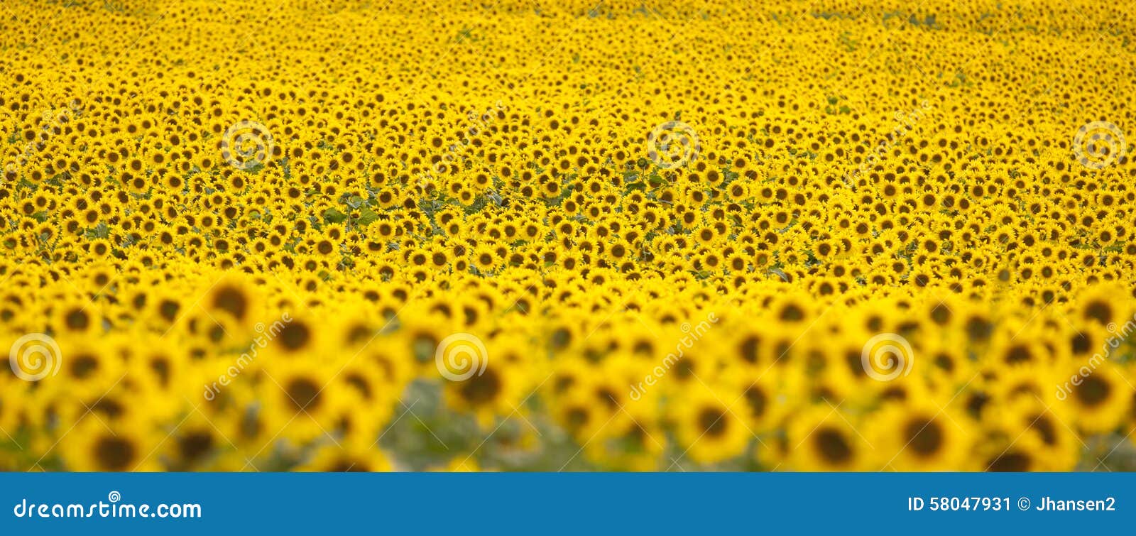 Sunflowers stock image. Image of blossom, beauty, natural - 58047931