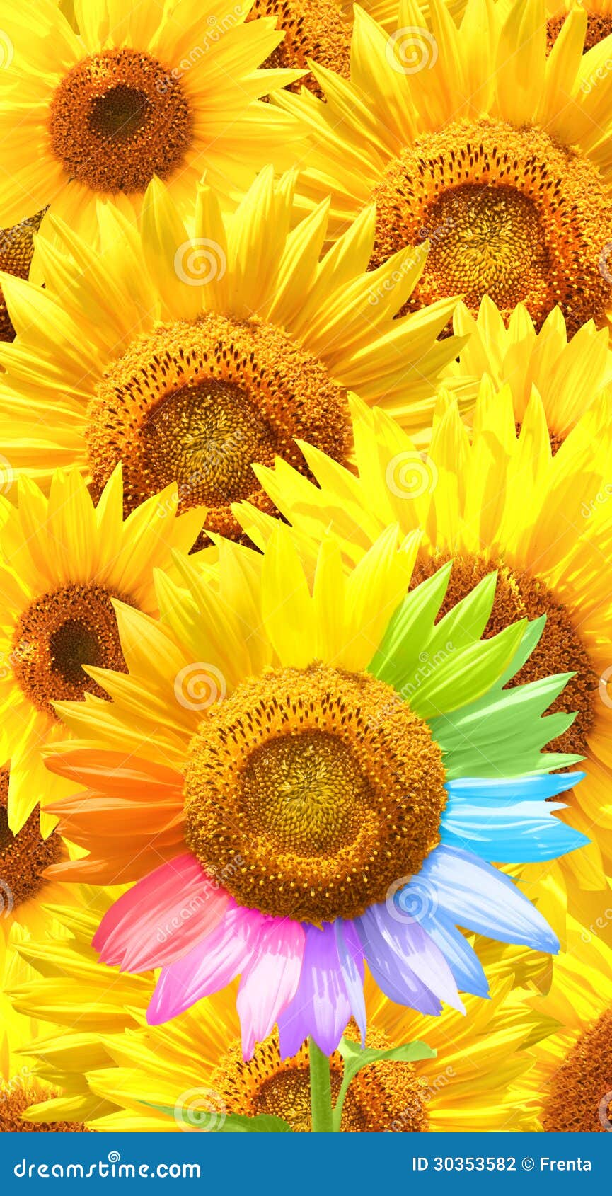 Sunflowers stock photo. Image of plant, floral, beautiful - 30353582