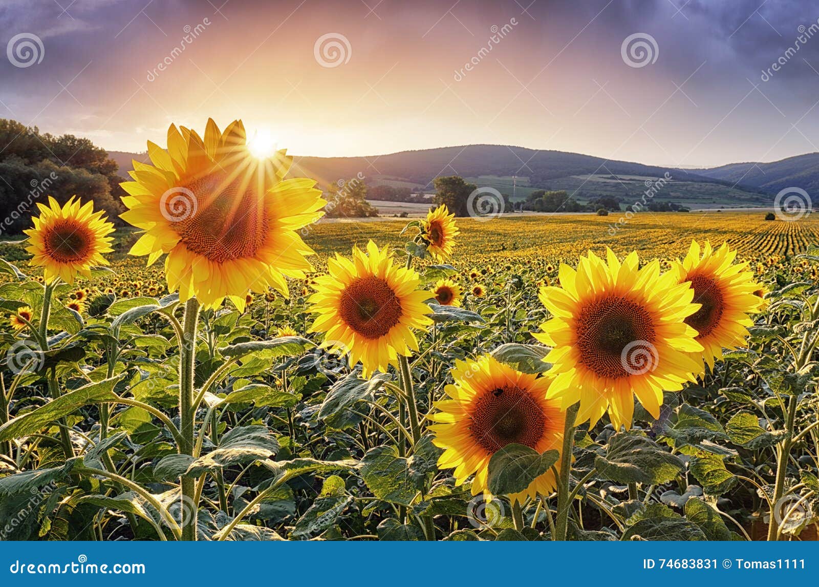 Sunflowers at sunset stock image. Image of landscape - 74683831