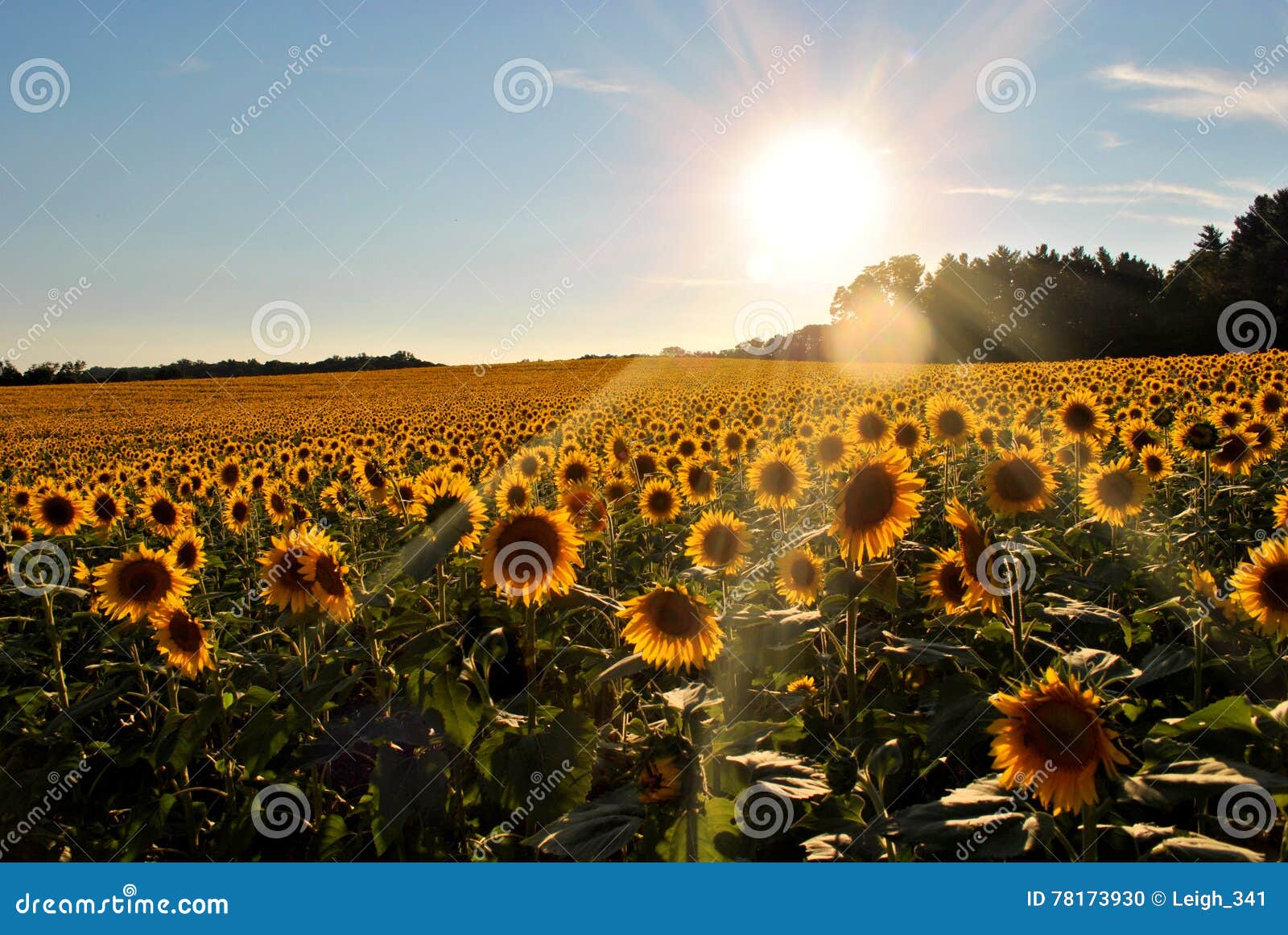 Sunflowers at sunset stock photo. Image of cloud, beautiful - 78173930
