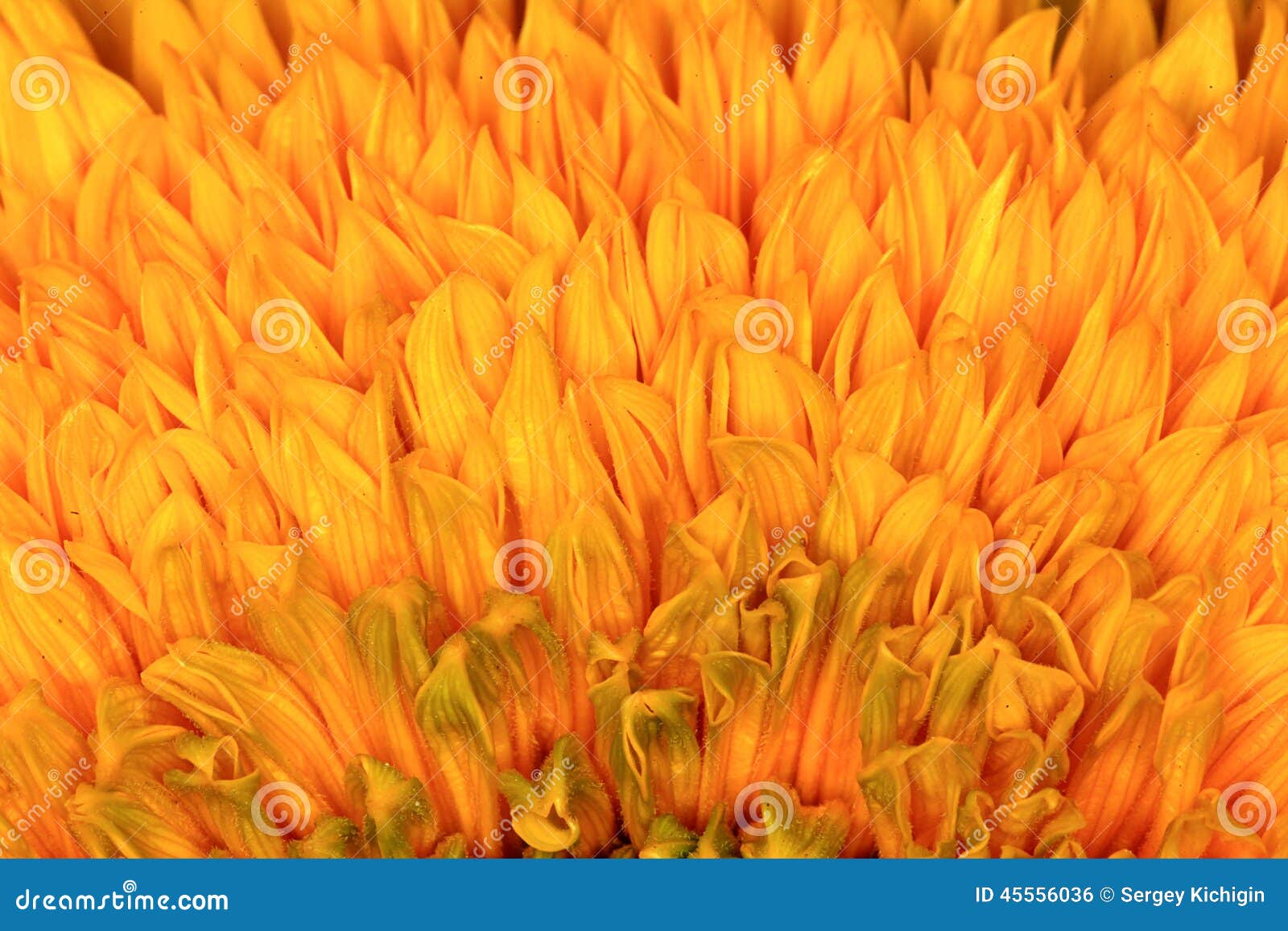 Sunflowers Texture Background Orange Rage Stock Photo - Image of botany ...
